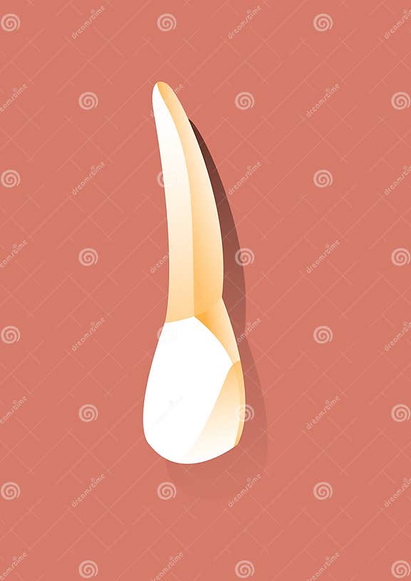 Canine Tooth. Vector Illustration Decorative Design Stock Vector ...