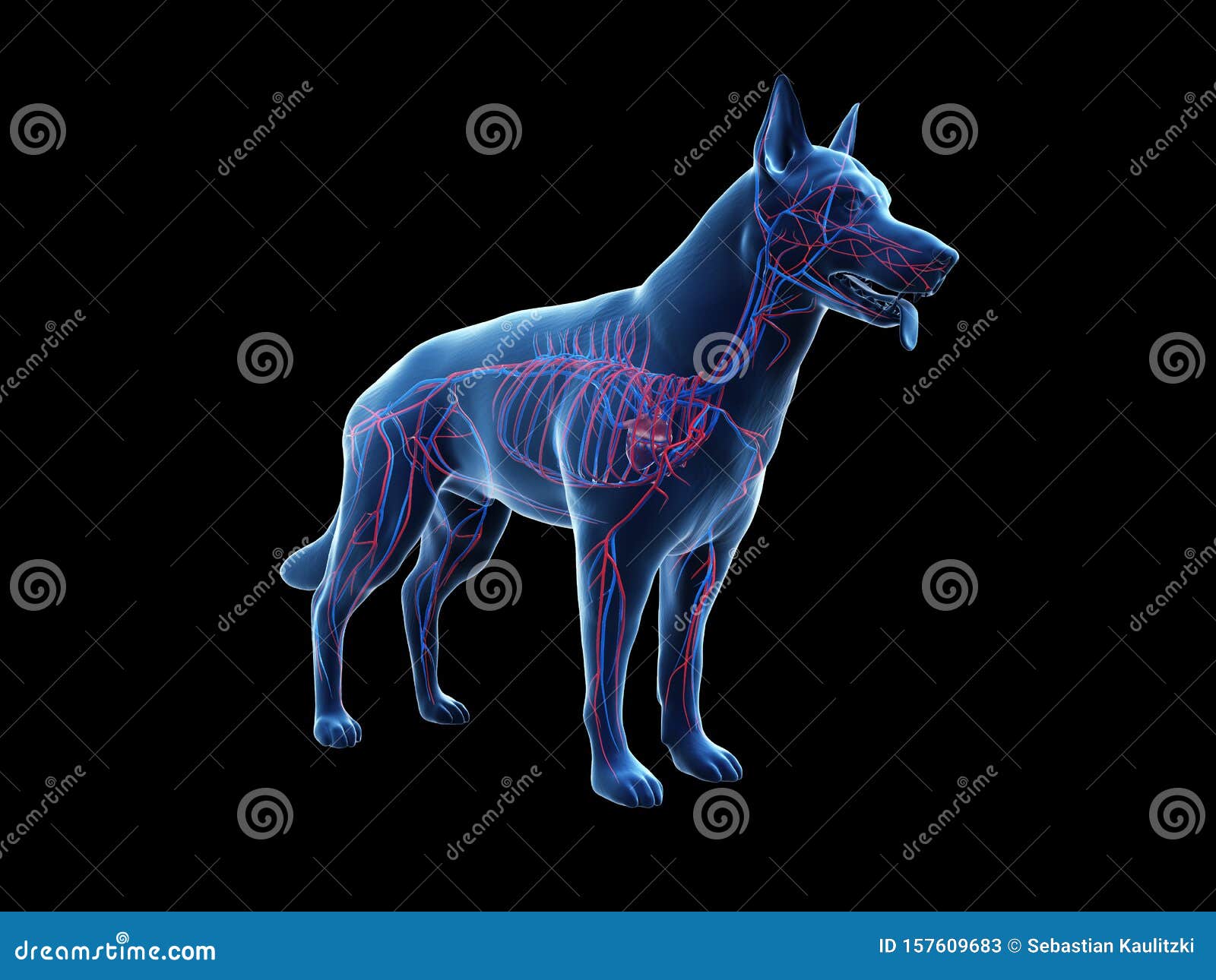 The canine vascular system stock illustration. Illustration of vessel ...