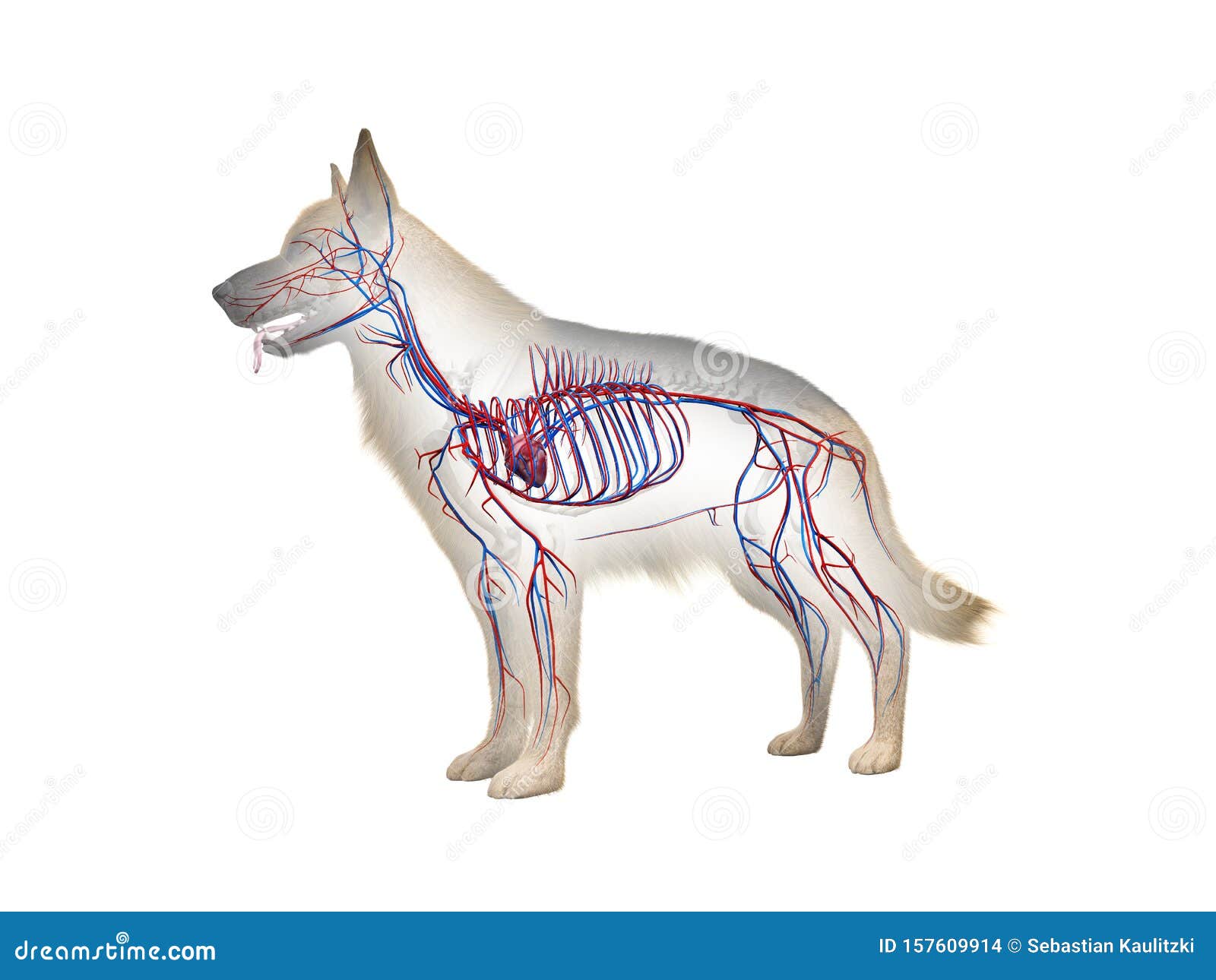 Wolf Anatomy Diagram