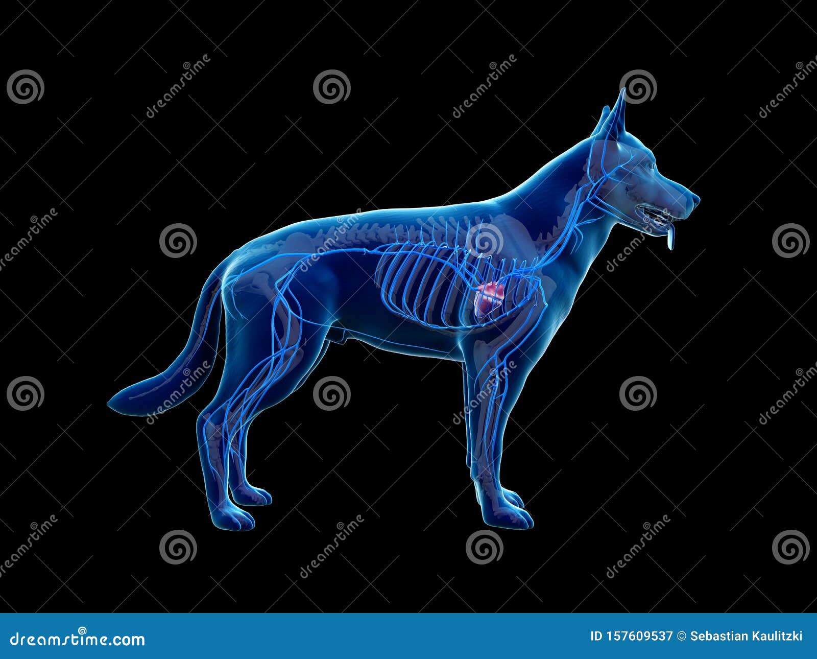 The canine veins stock illustration. Illustration of anatomy - 157609537