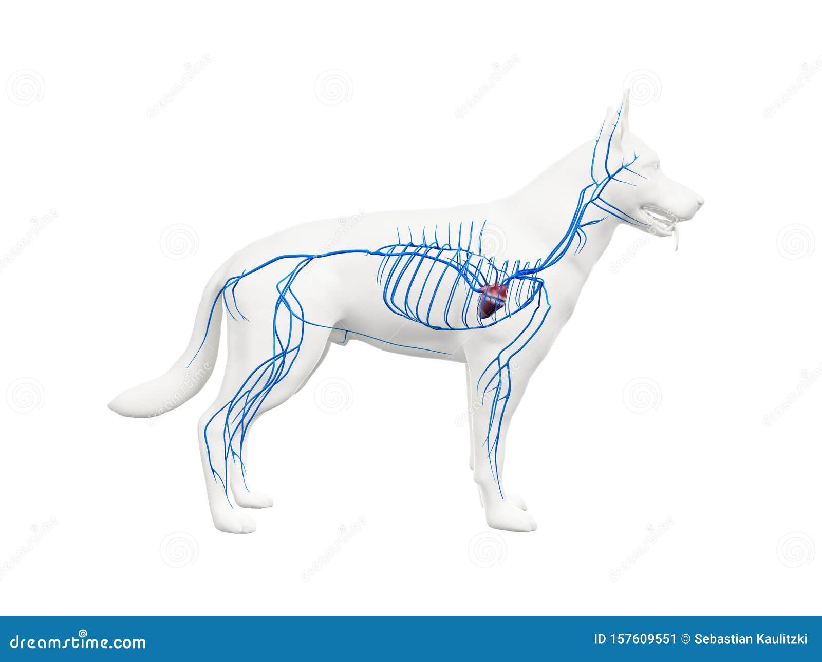 The canine veins stock illustration. Illustration of animal - 157609551