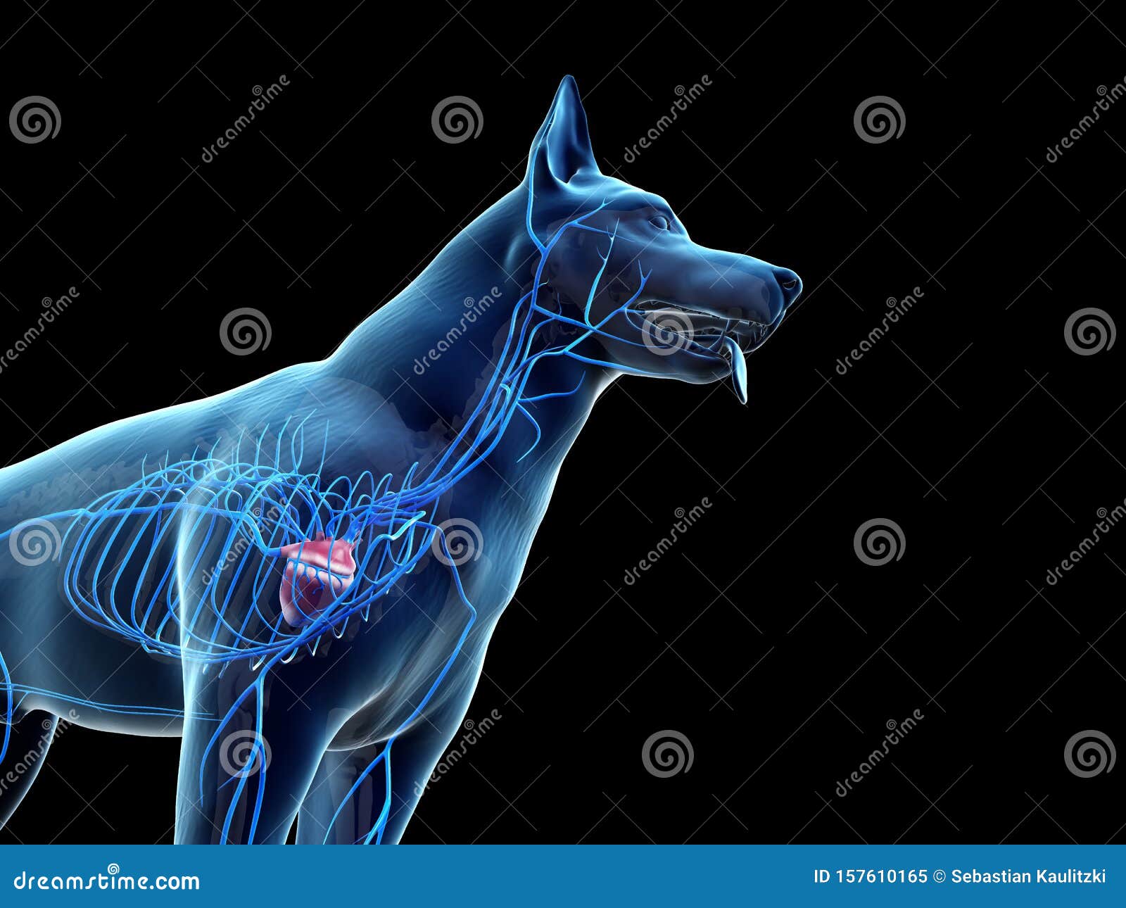 The canine veins stock illustration. Illustration of blood - 157610165