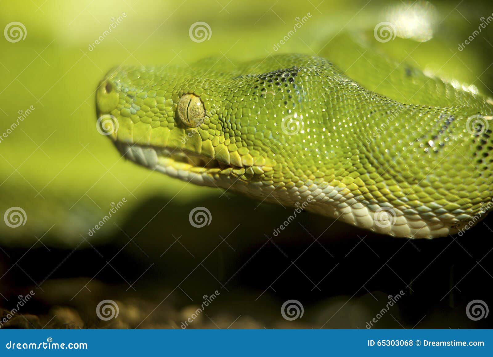 Caninus de Corallus foto de stock. Imagem de serpente - 65303068