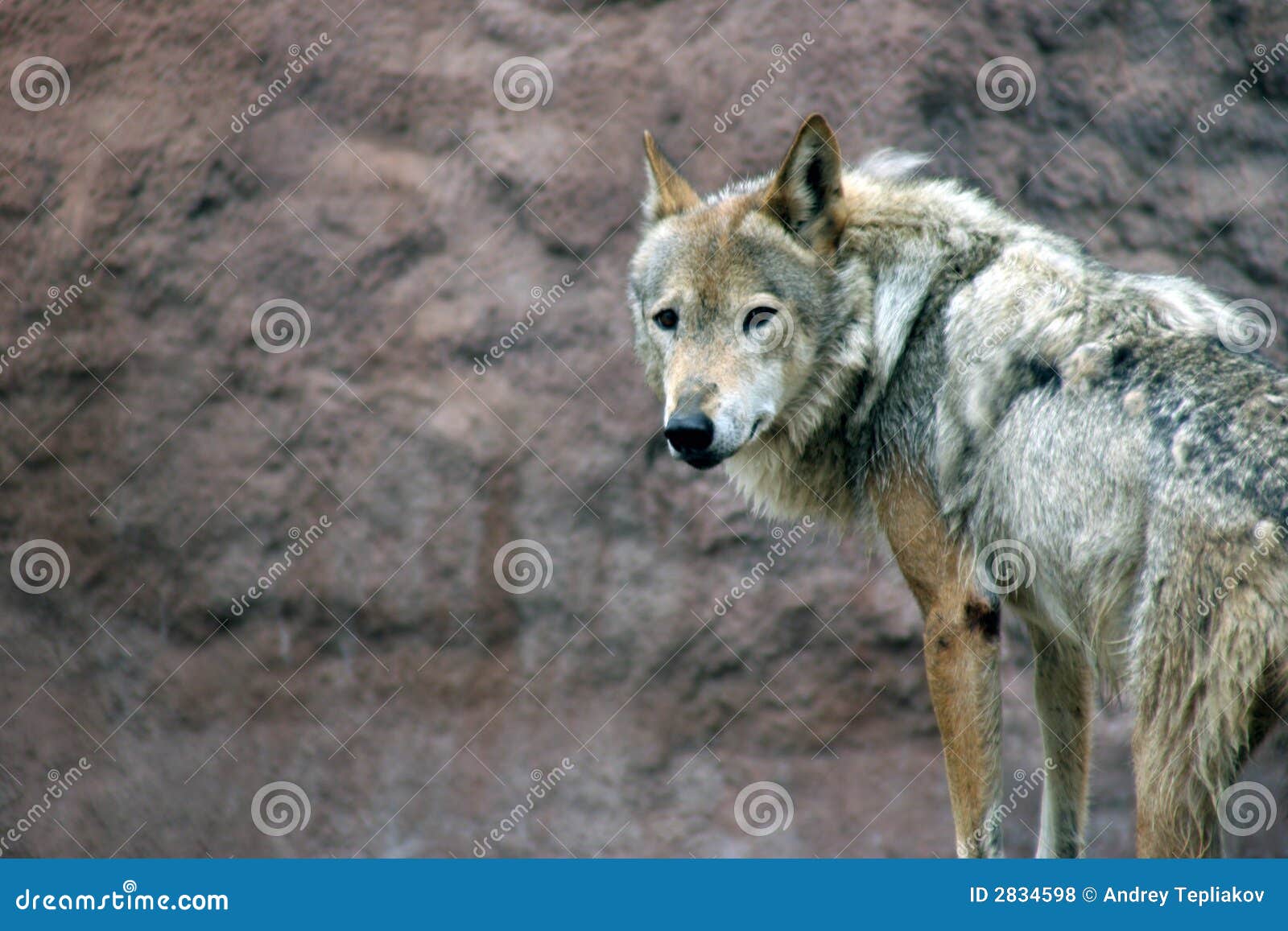 Wolf Back View Sitting