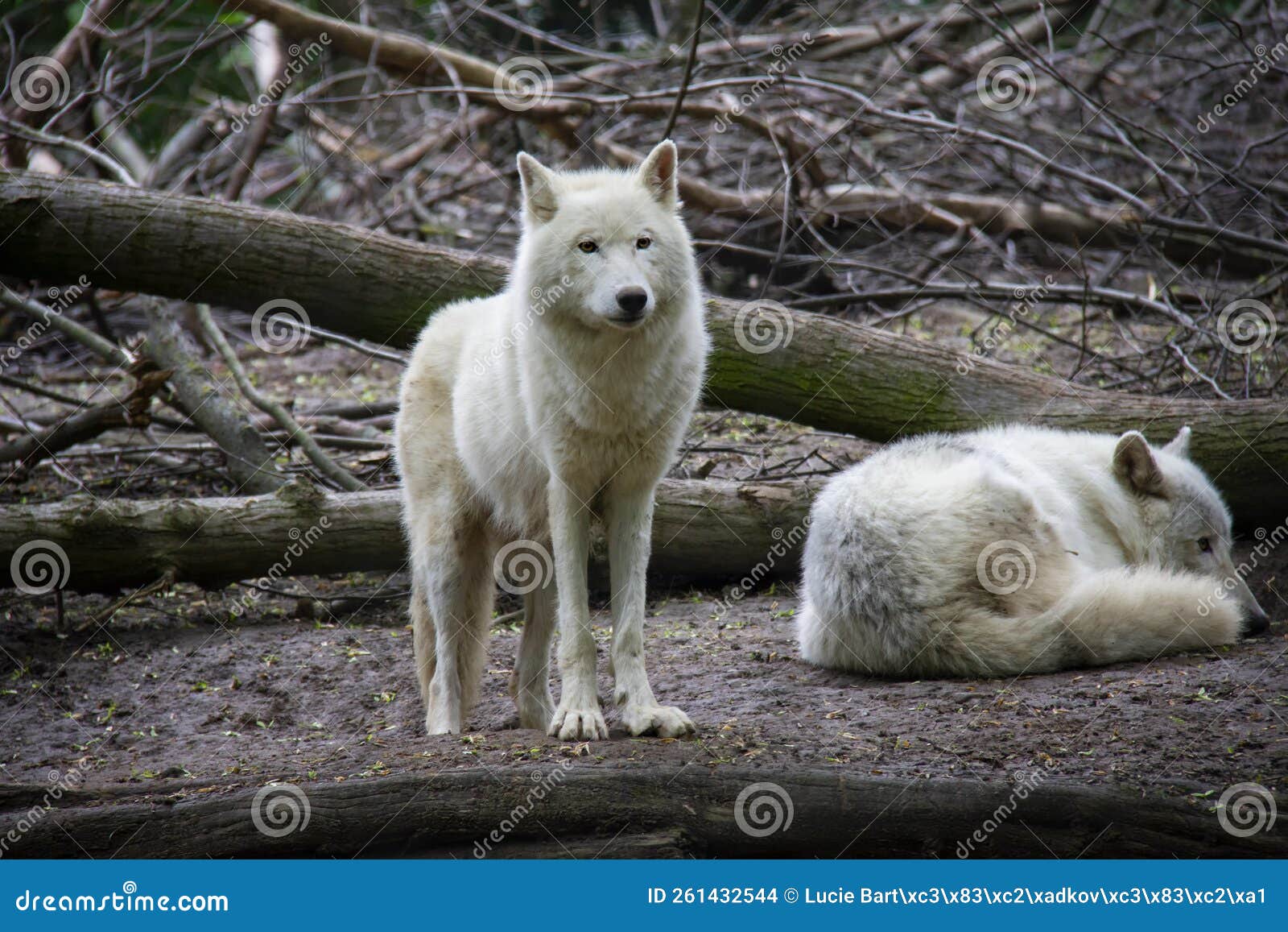 Arctis Wolf Royalty-Free Stock Photography | CartoonDealer.com #261432443