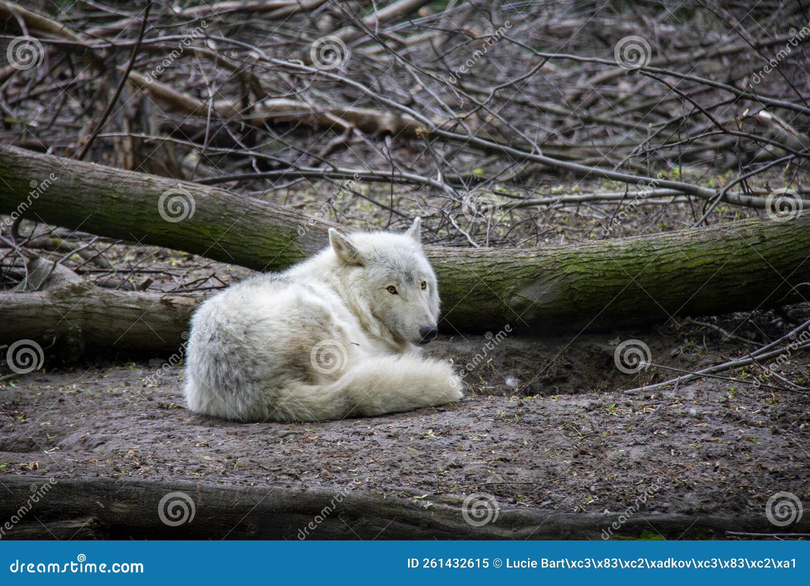 Sleeping arctic wolf stock image. Image of lupus, white - 261432615