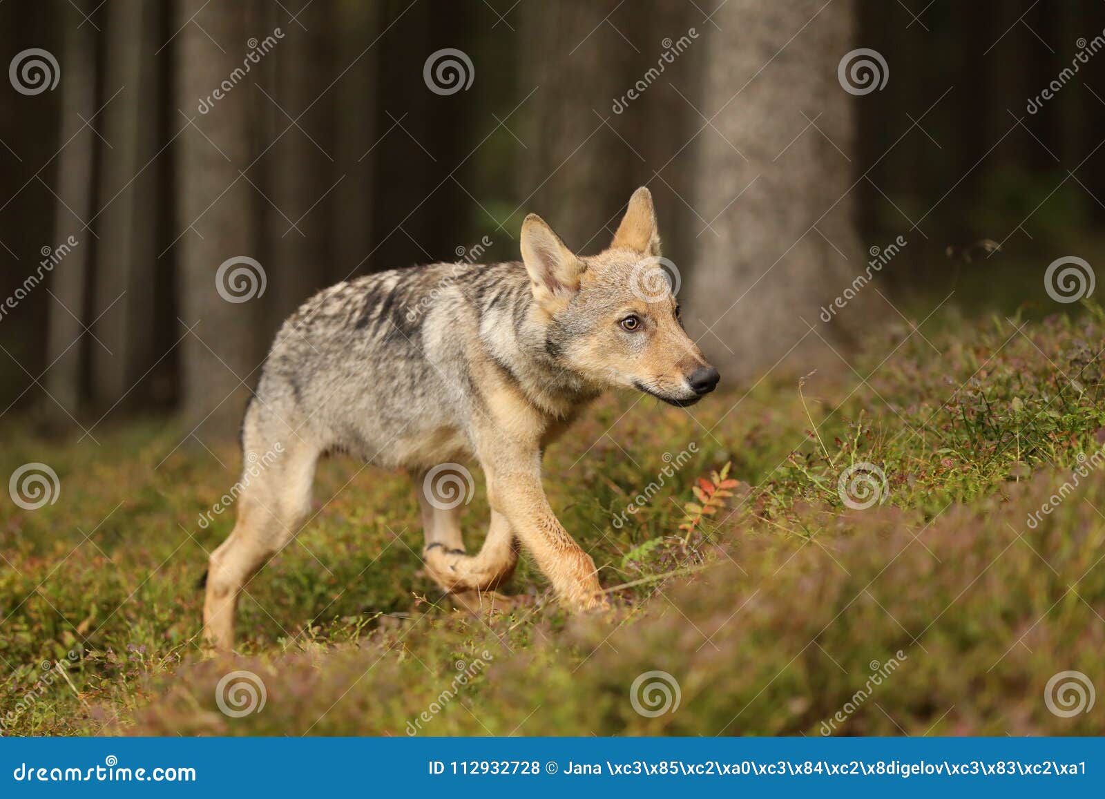Young Eurasian Wolf Walk in Forest - Canis Lupus Stock Photo - Image of ...