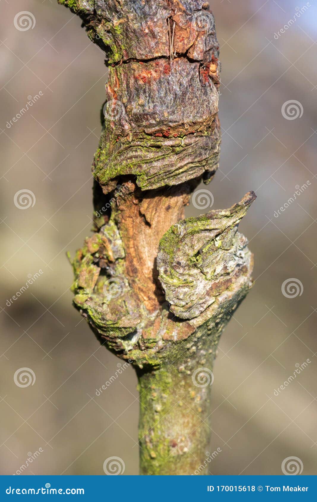 Canker on an apple tree stock photo. Image of orchard - 170015618