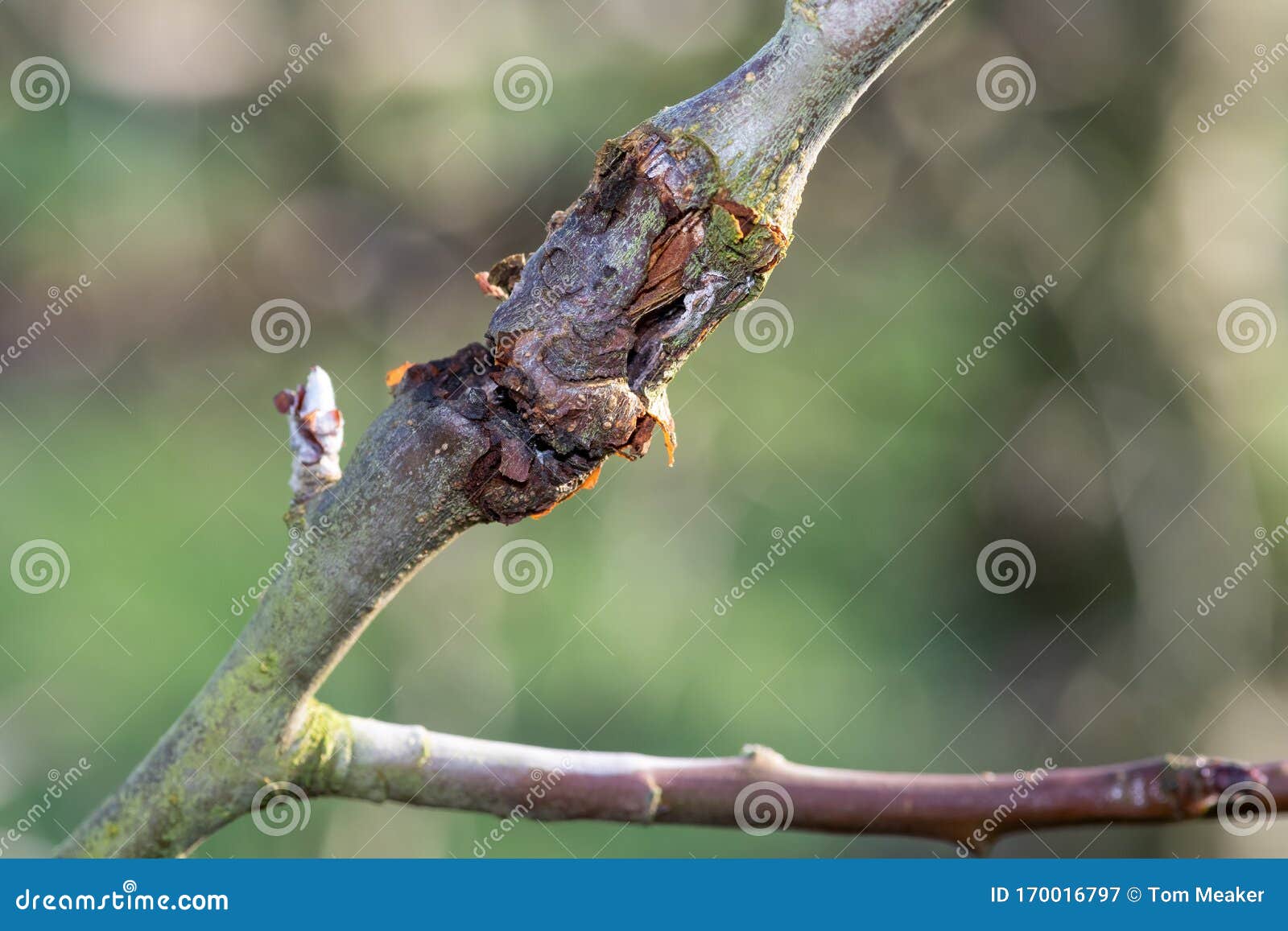 Canker on an apple tree stock image. Image of biology - 170016797