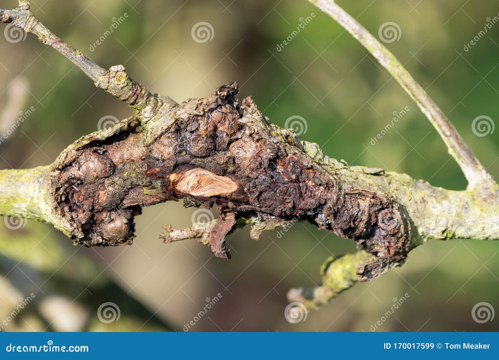 Canker on an apple tree stock image. Image of garden - 170017599