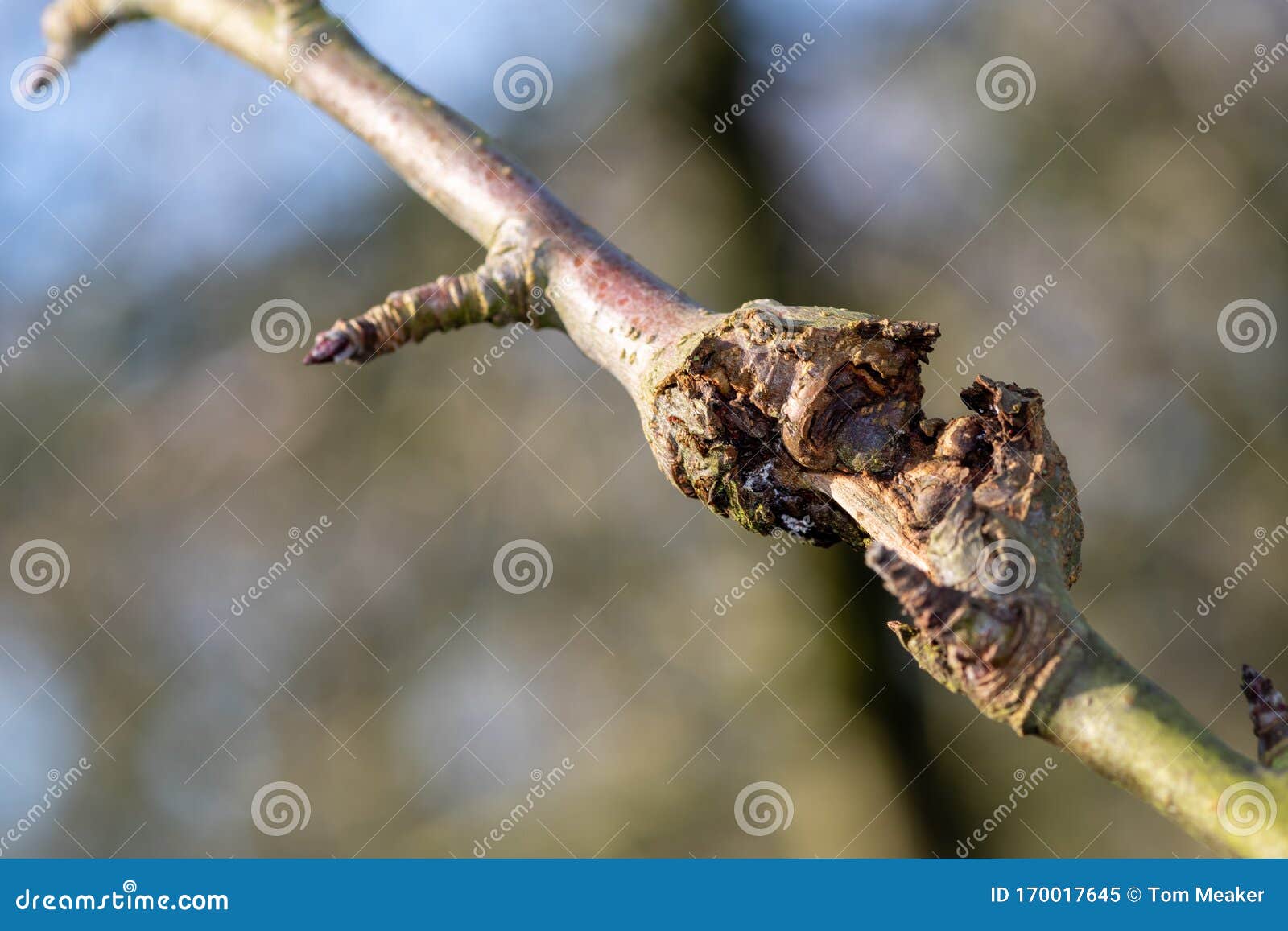 Canker on an apple tree stock image. Image of dead, apple - 170017645