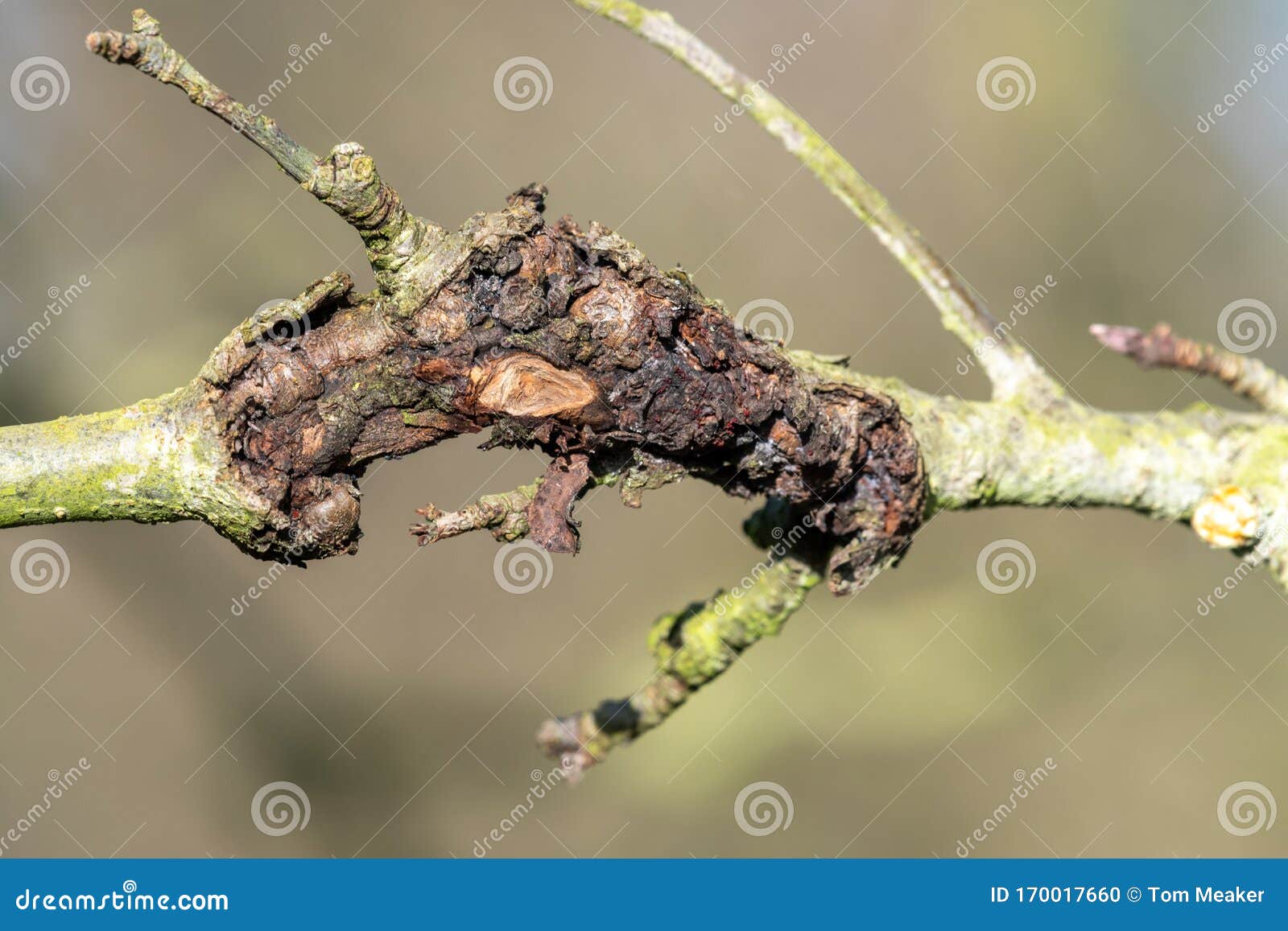 Canker on an apple tree stock photo. Image of canker - 170017660