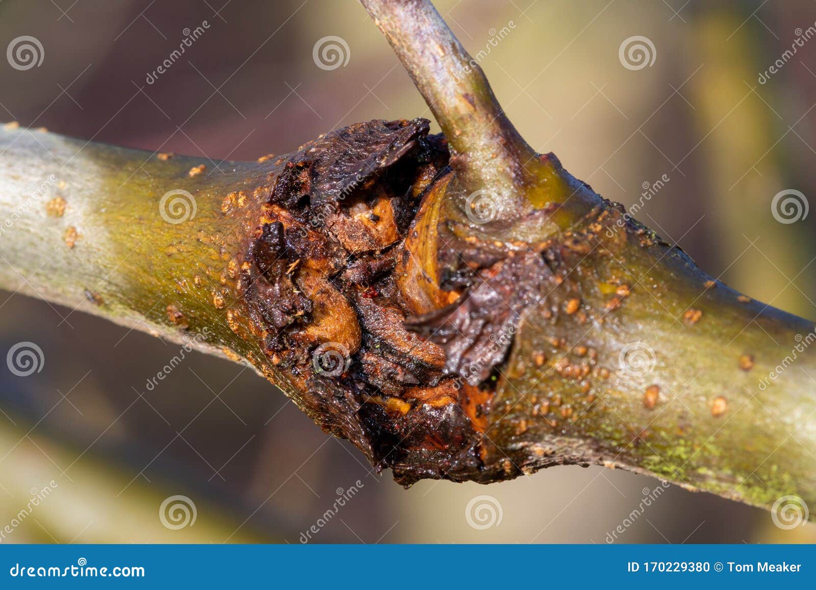 Canker on an apple tree stock photo. Image of macro - 170229380