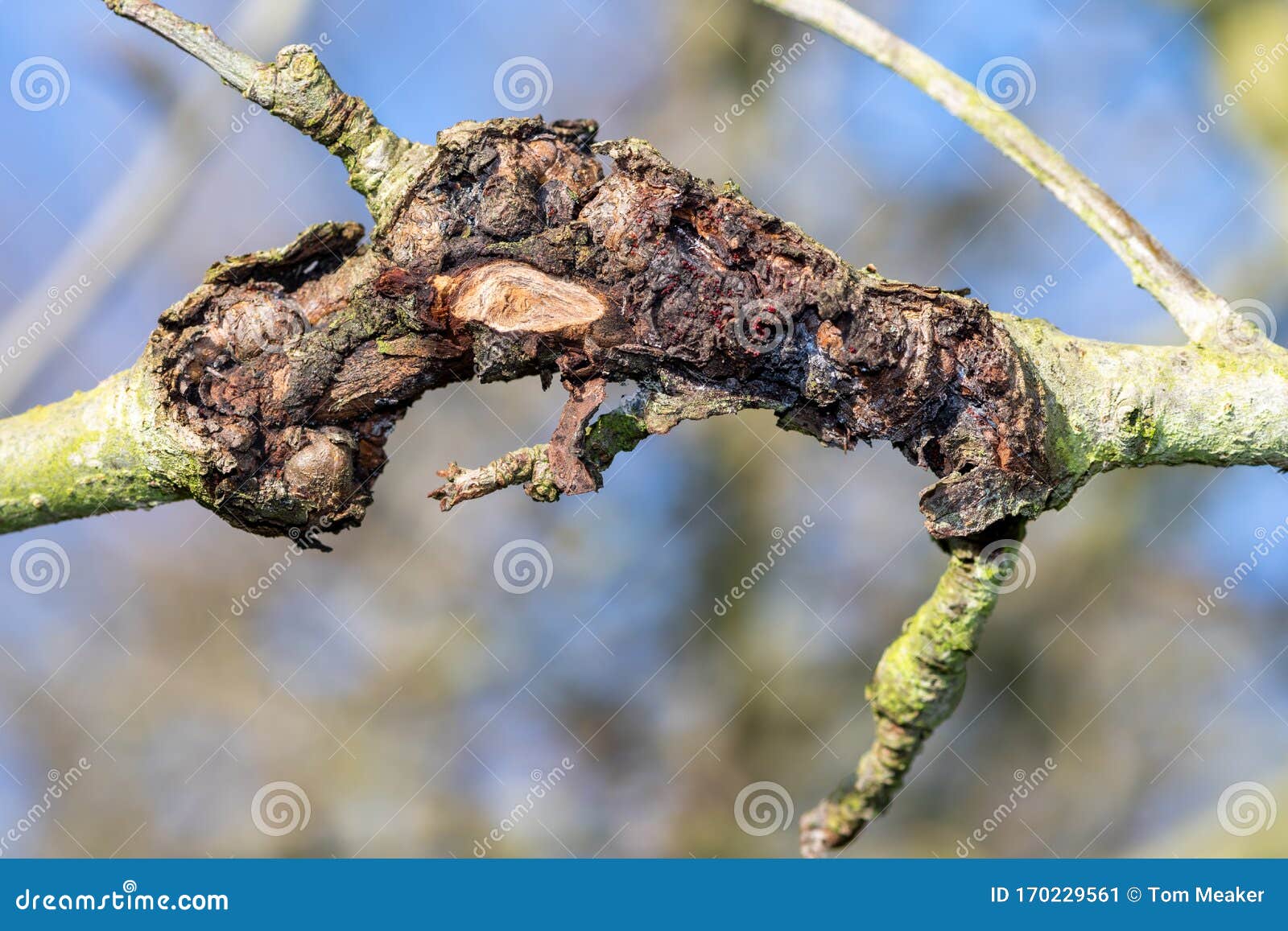 Canker on an apple tree stock image. Image of plant - 170229561