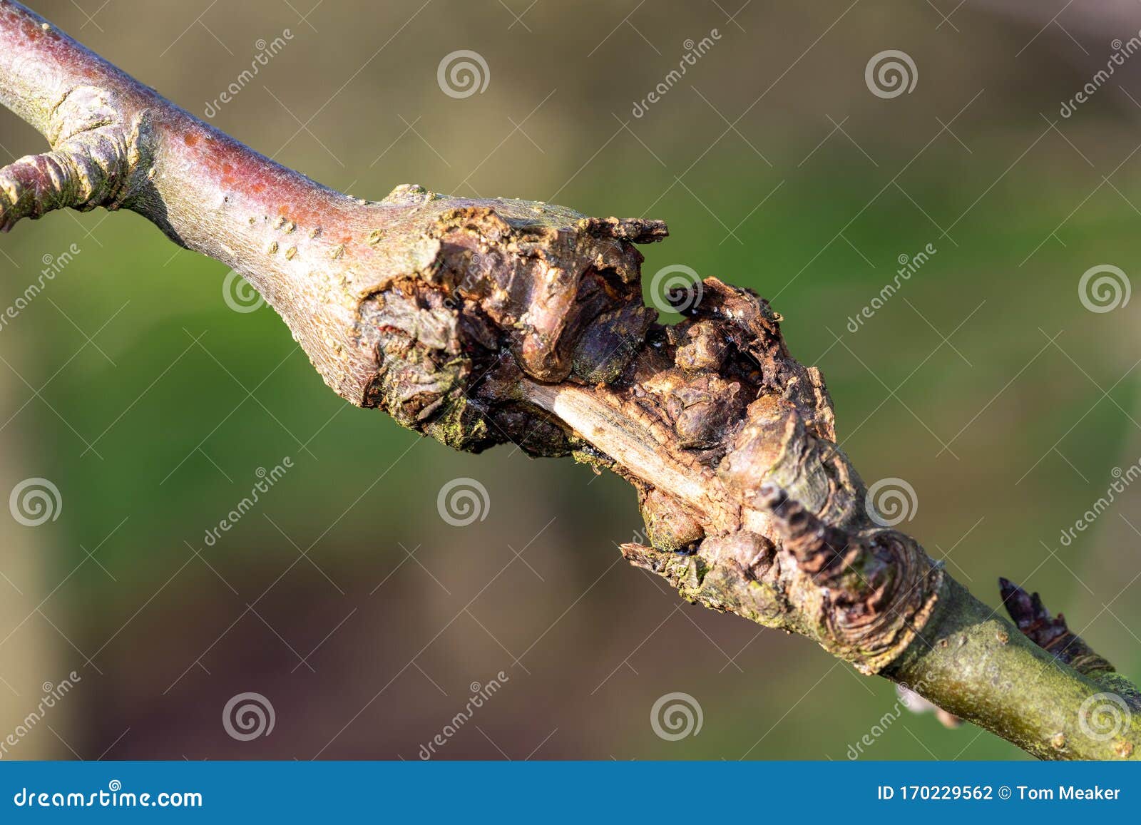 Canker on an apple tree stock photo. Image of canker - 170229562