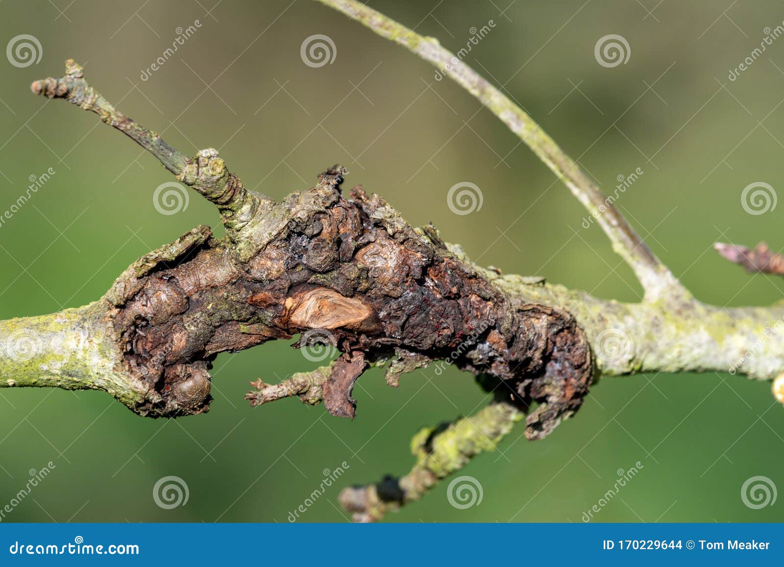 Canker on an apple tree stock photo. Image of horticulture - 170229644