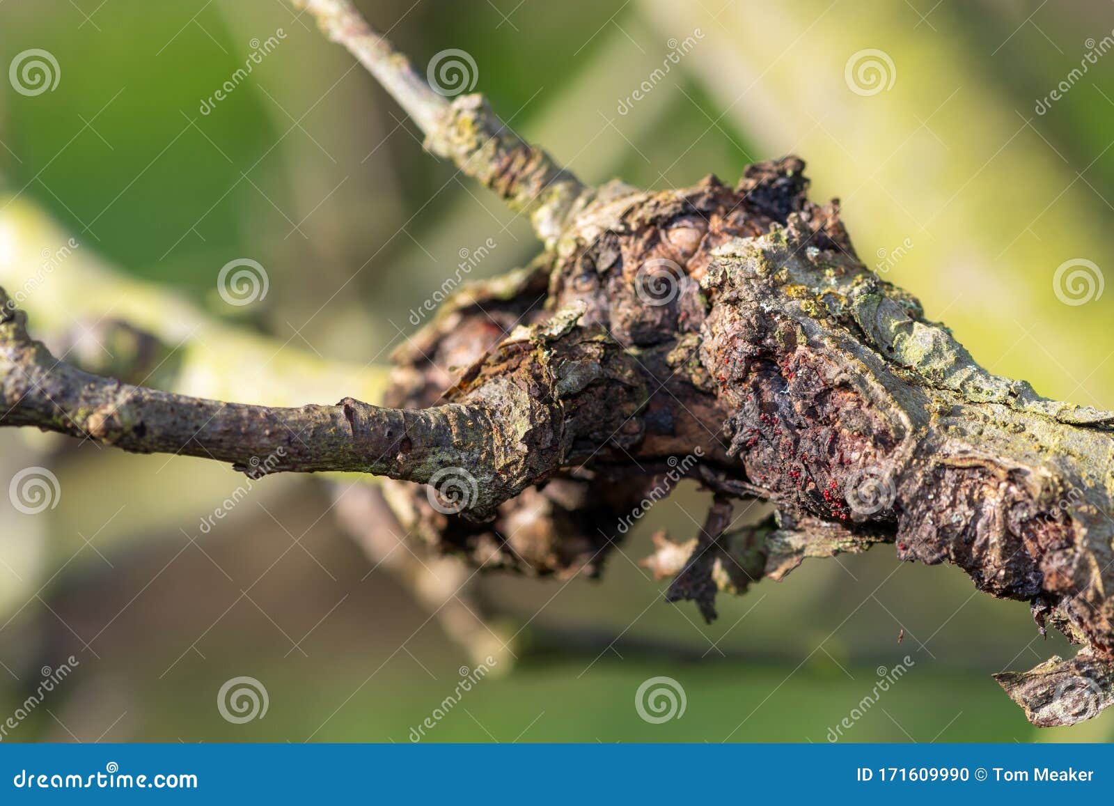 Canker on an apple tree stock photo. Image of disease - 171609990