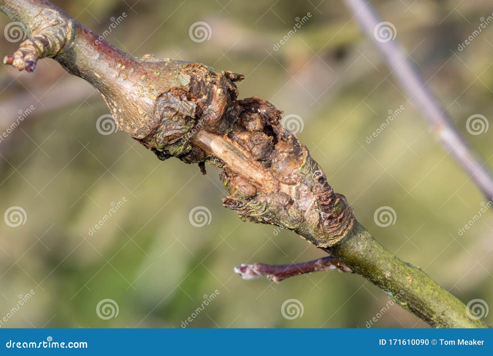 Canker on an apple tree stock photo. Image of neonectria - 171610090