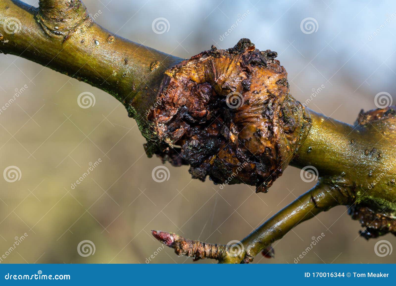 Canker on an apple tree stock photo. Image of biology - 170016344