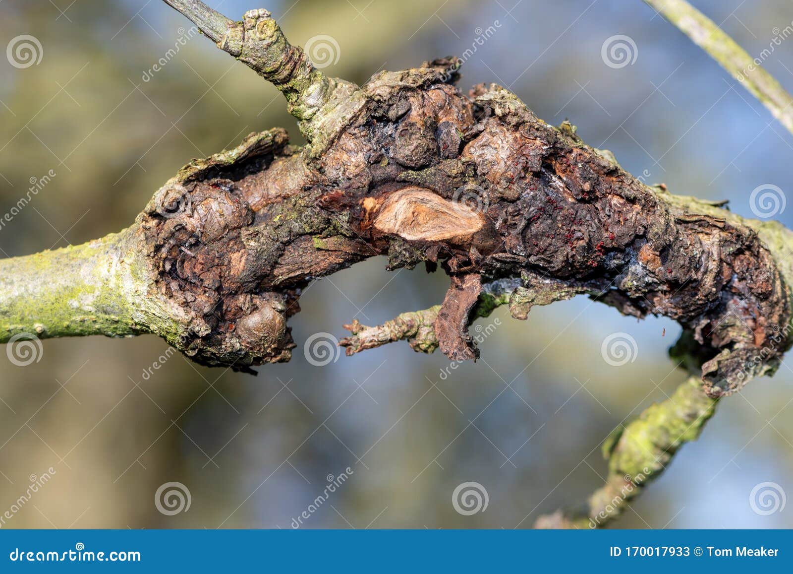 Canker on an apple tree stock image. Image of agriculture - 170017933