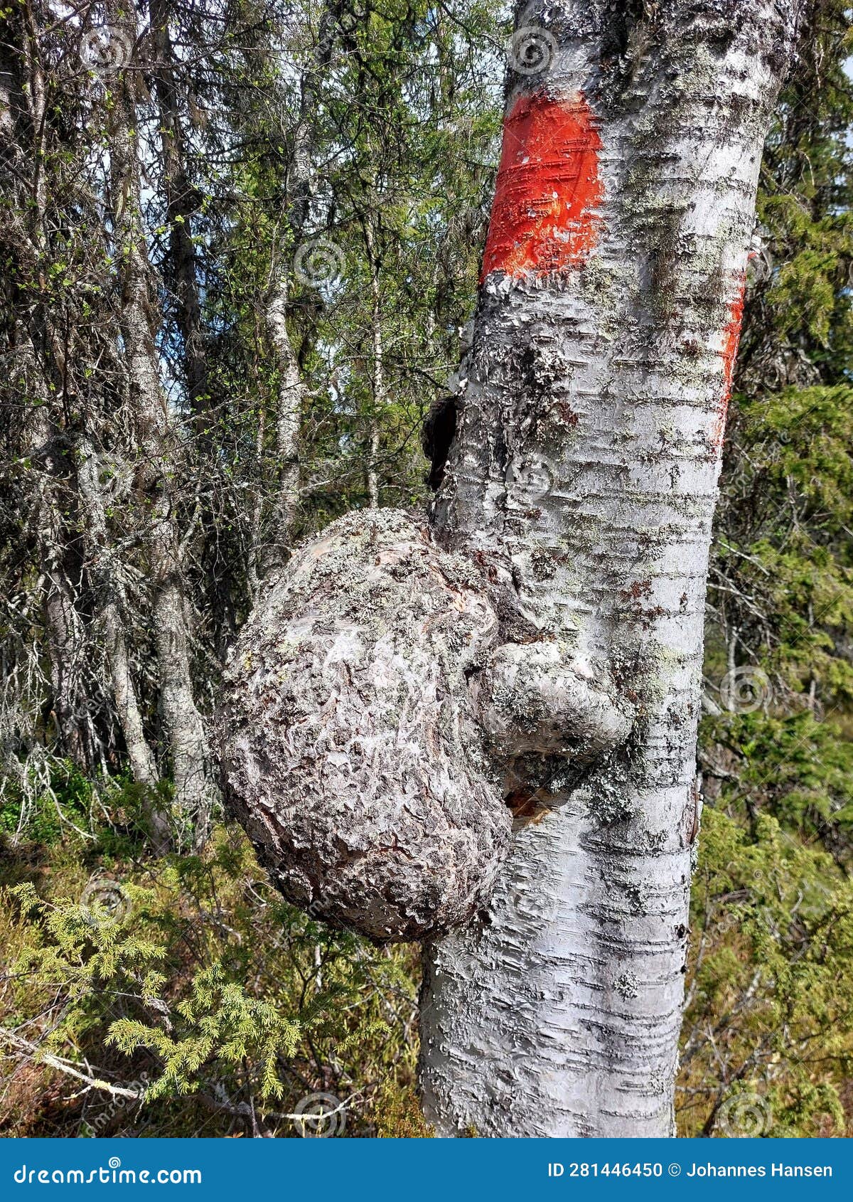 Canker (tree Tumor) on a Downy Birch (Betula Pubescens) Stock Photo ...