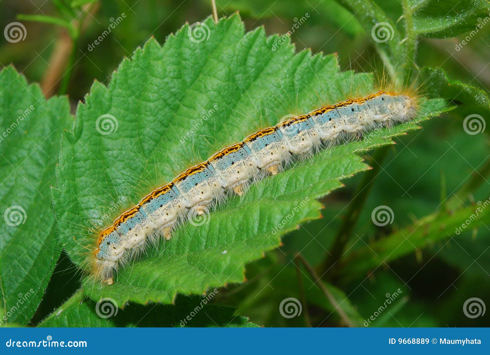 Canker worm stock image. Image of funny, childish, curves - 9668889