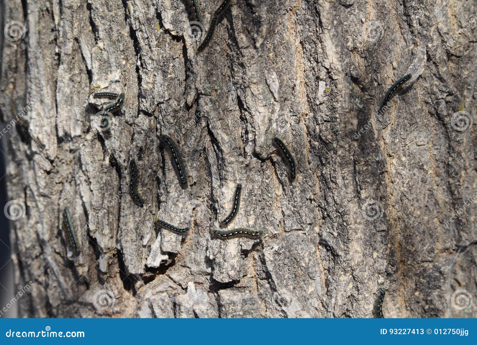 Canker worms on tree bark stock image. Image of canker - 93227413