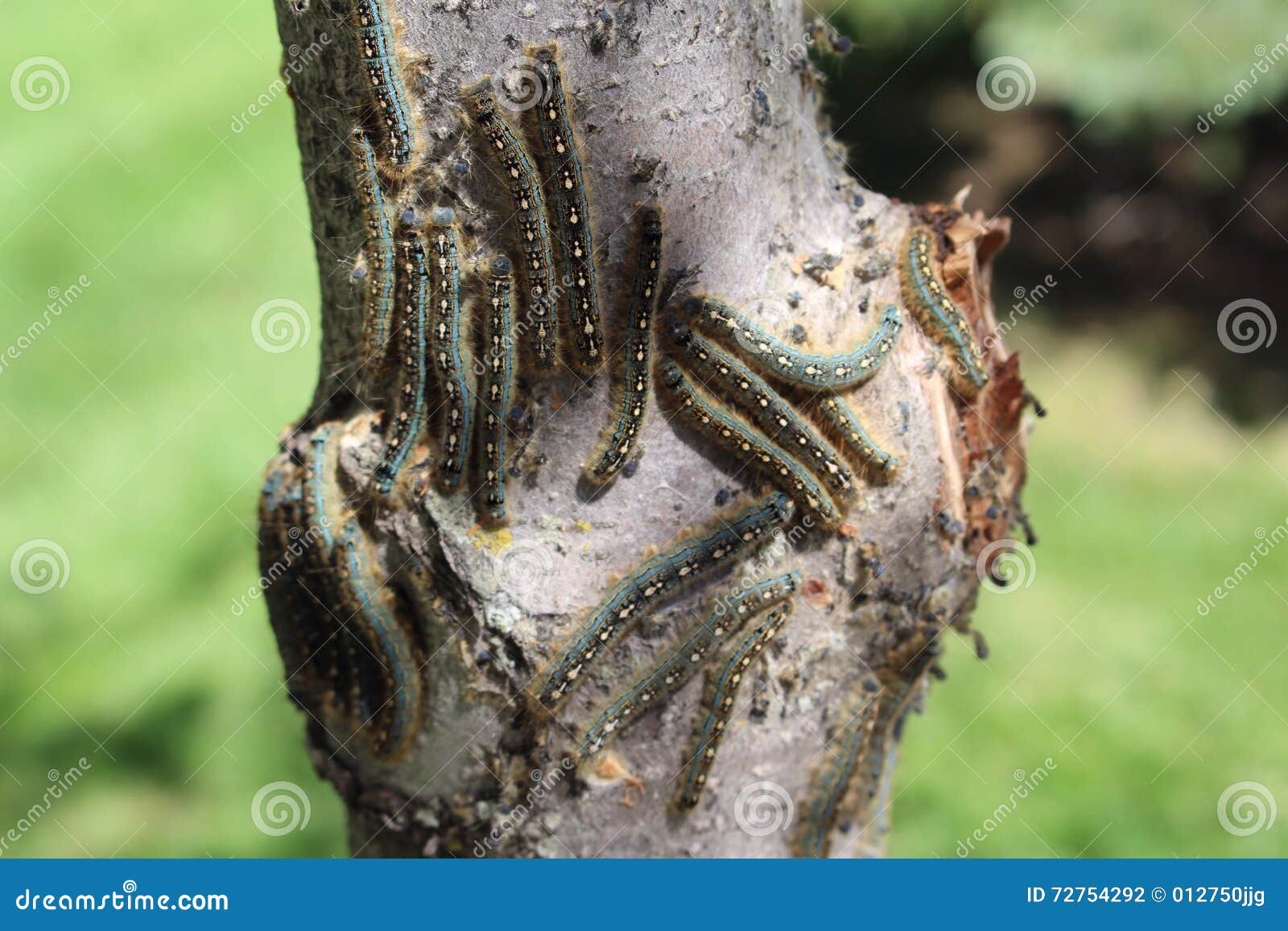 Canker Worms On Tree Bark Stock Image | CartoonDealer.com #93227413