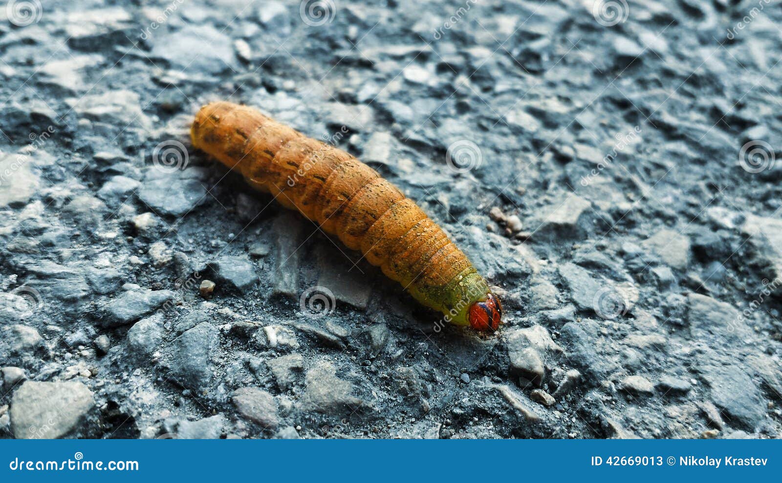Spring Cankerworm Stock Photos - Free & Royalty-Free Stock Photos from ...
