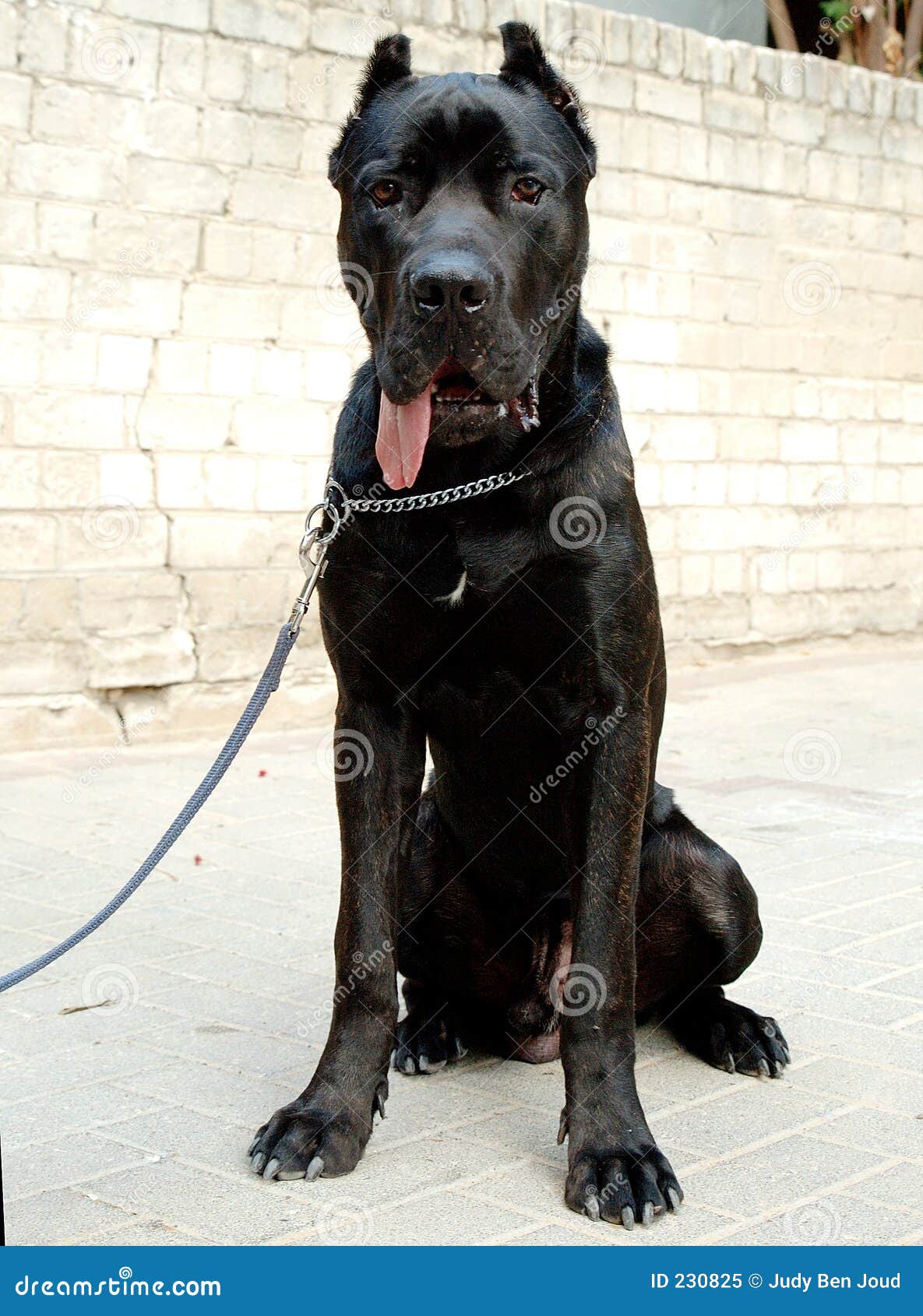 Canna Corso (cane nero) immagine stock. Immagine di pedigree - 230825