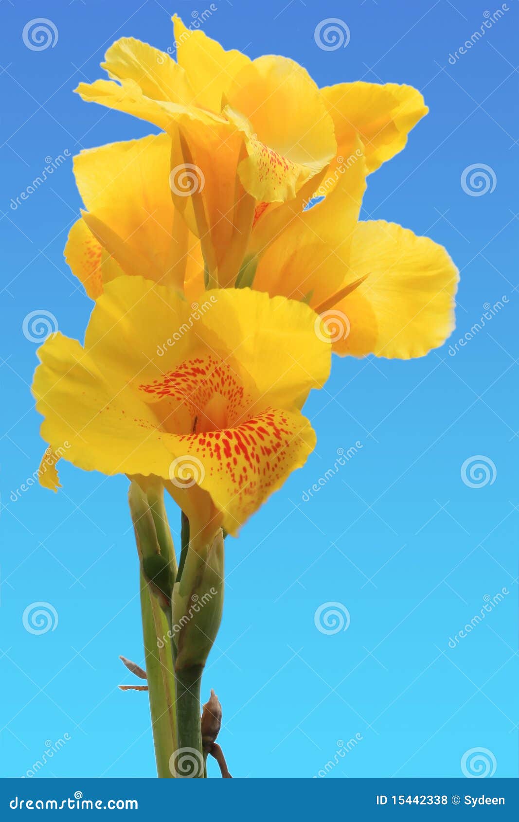 Canna flower stock photo. Image of beautiful, bloom, flora - 15442338