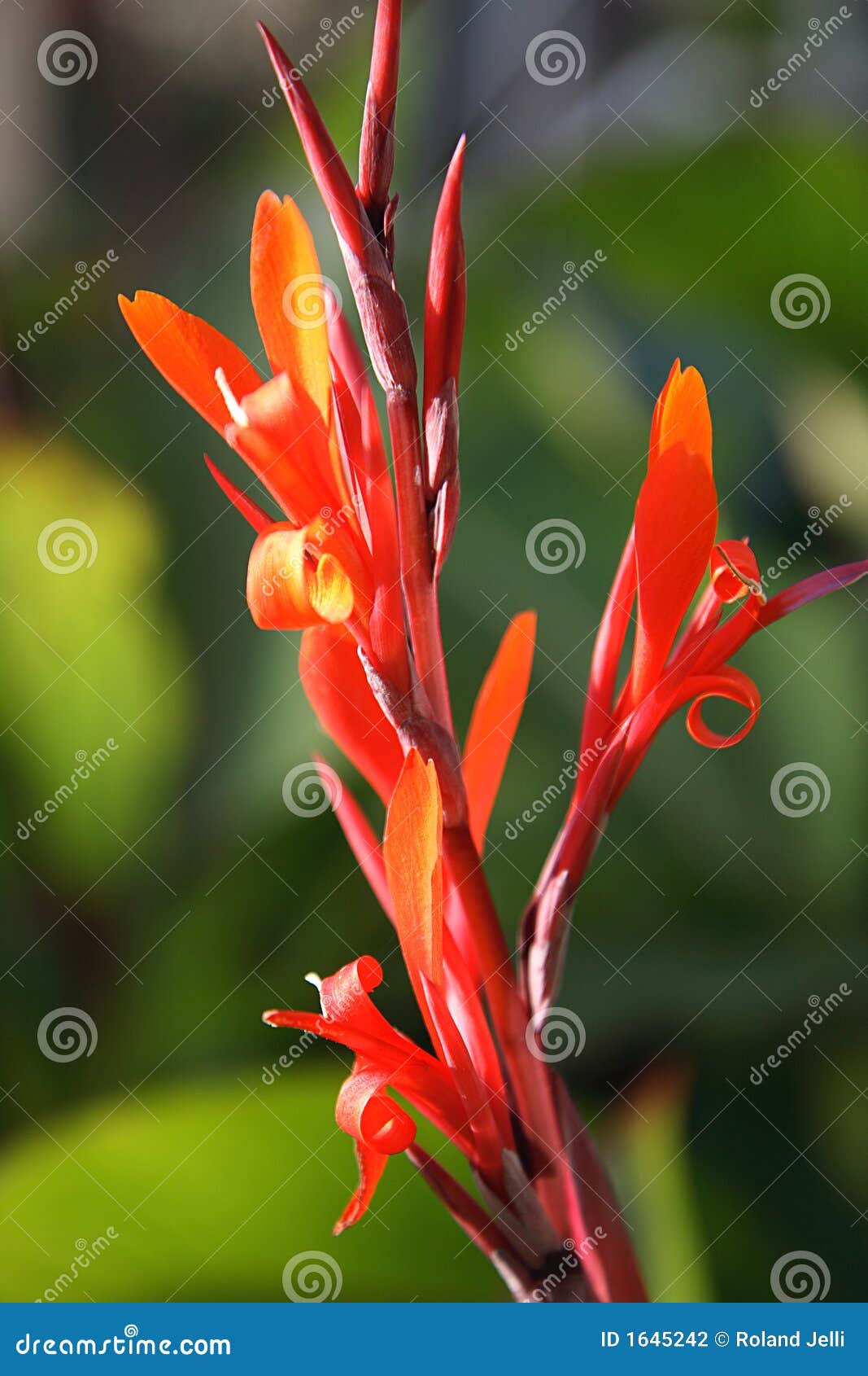 Canna Flower stock photo. Image of tropic, canna, orange - 1645242