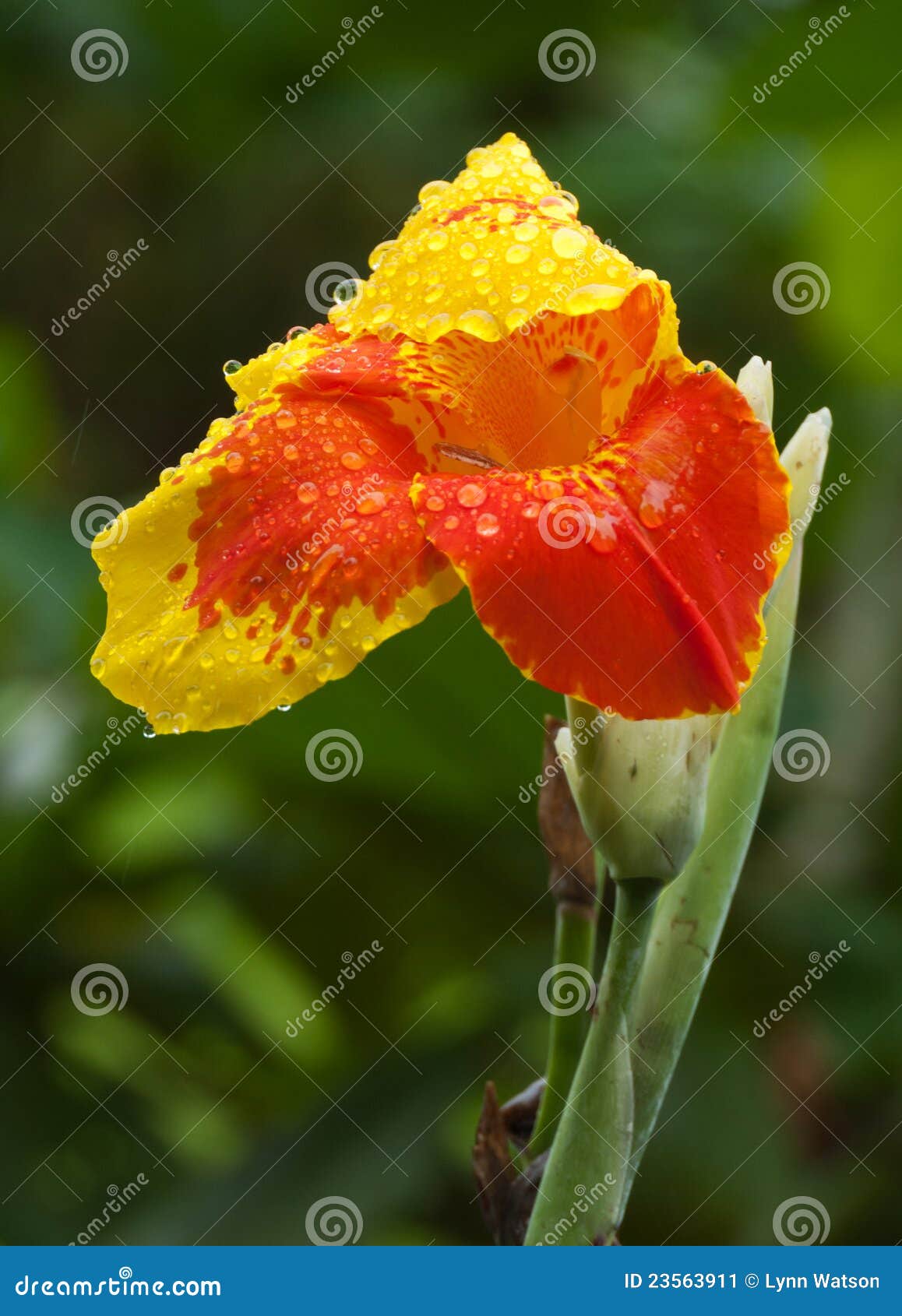 Canna Flower stock image. Image of nature, drop, flower - 23563911