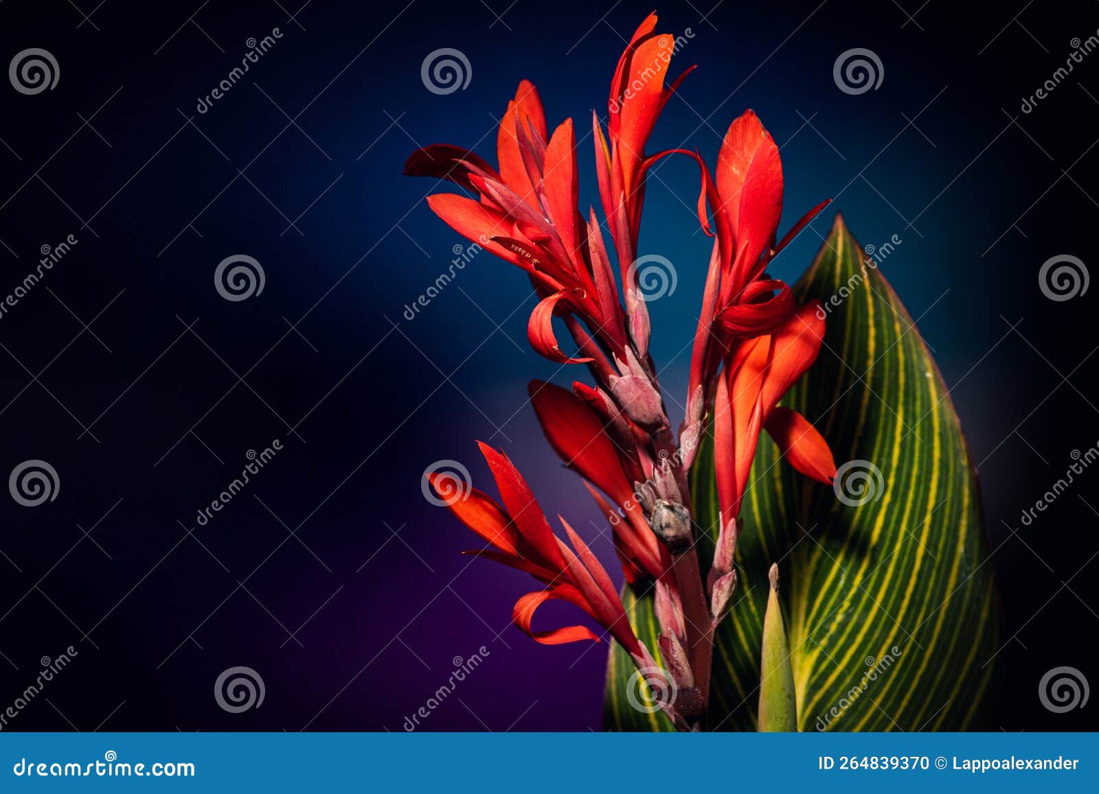 Canna Flower on Blue Background Stock Photo - Image of color, canna ...