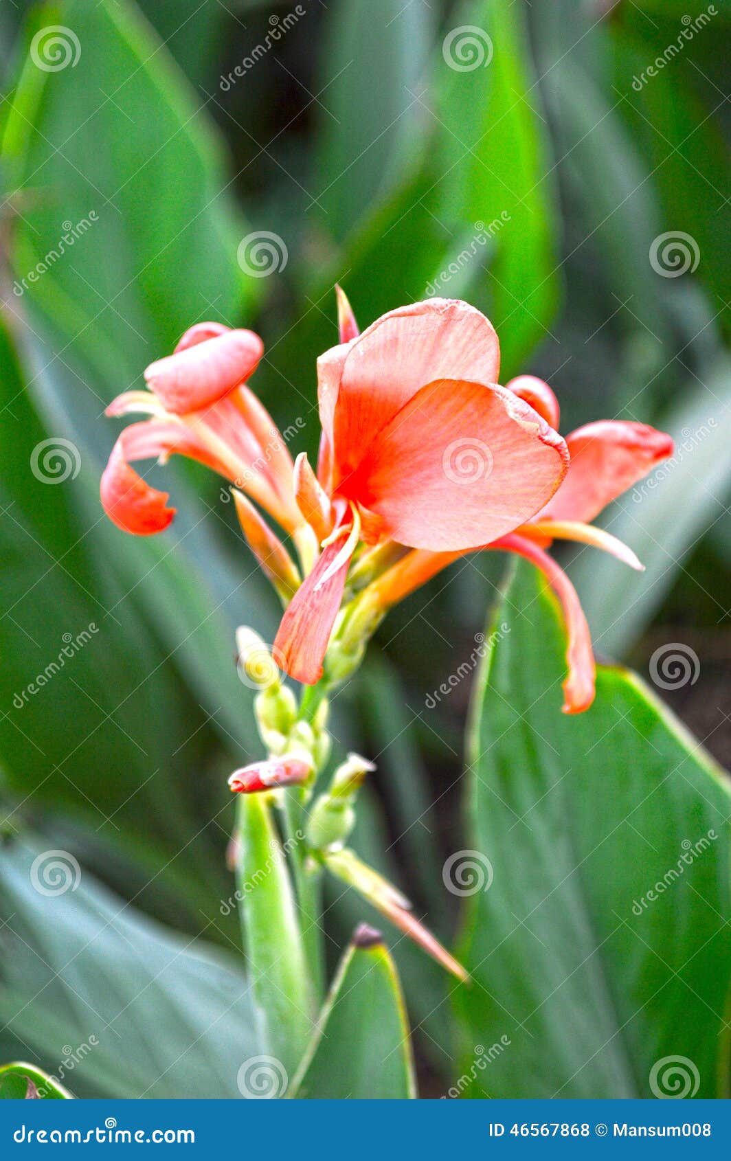 Canna flower stock photo. Image of garden, blossom, leaf - 46567868