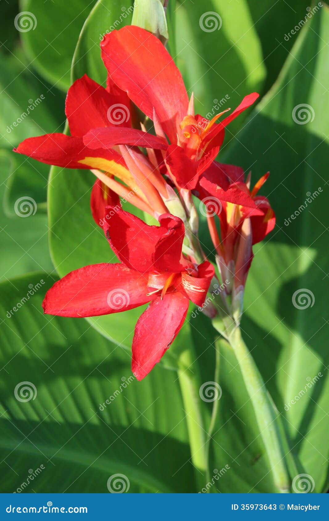 Canna Flower - Indian shot stock image. Image of canna - 35973643