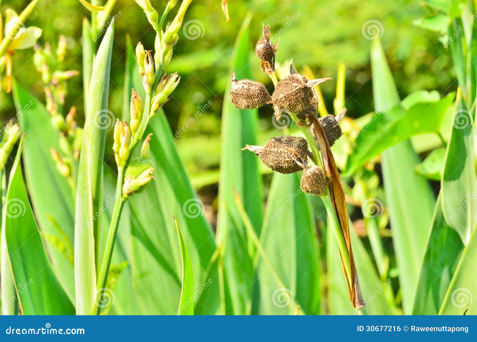 Canna flower seeds stock photo. Image of lily, bizarre - 30677216