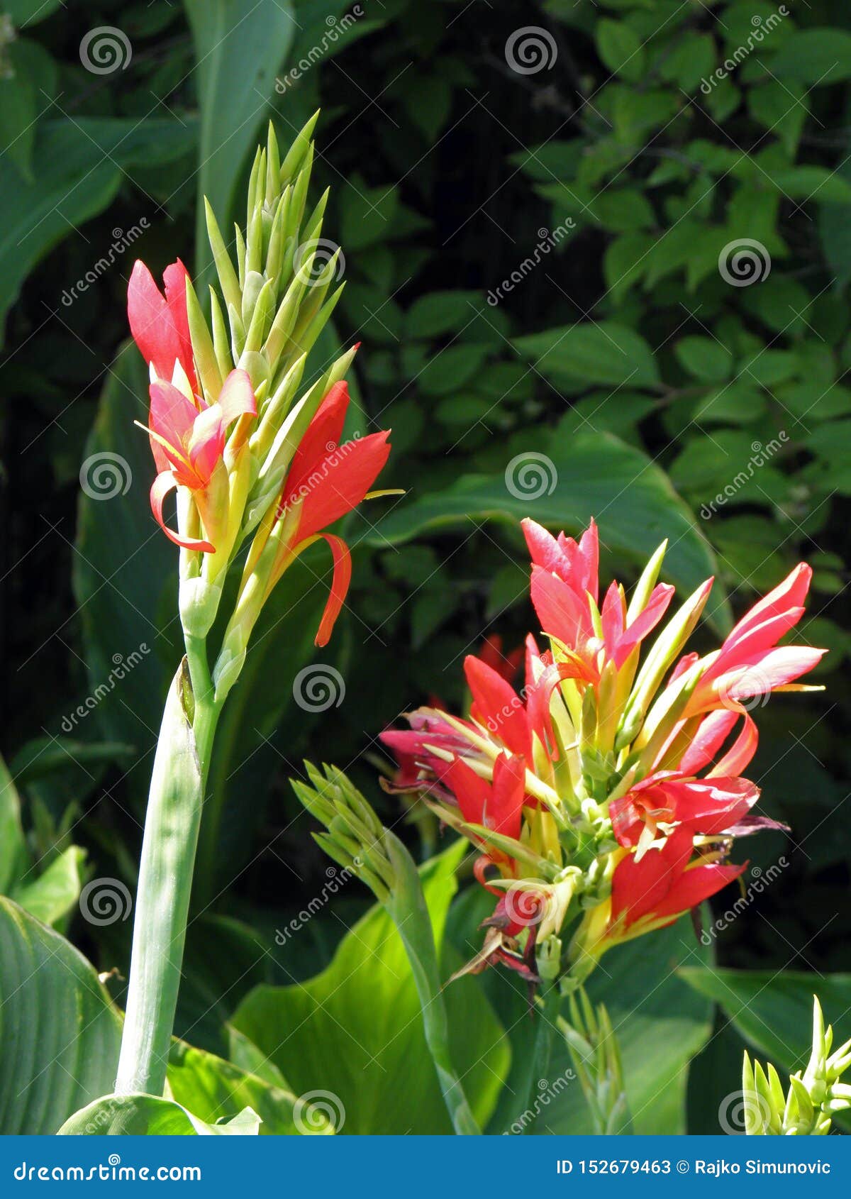 Canna X Generalis `Lucifer` Plant Stock Image - Image of bloom, sunny ...