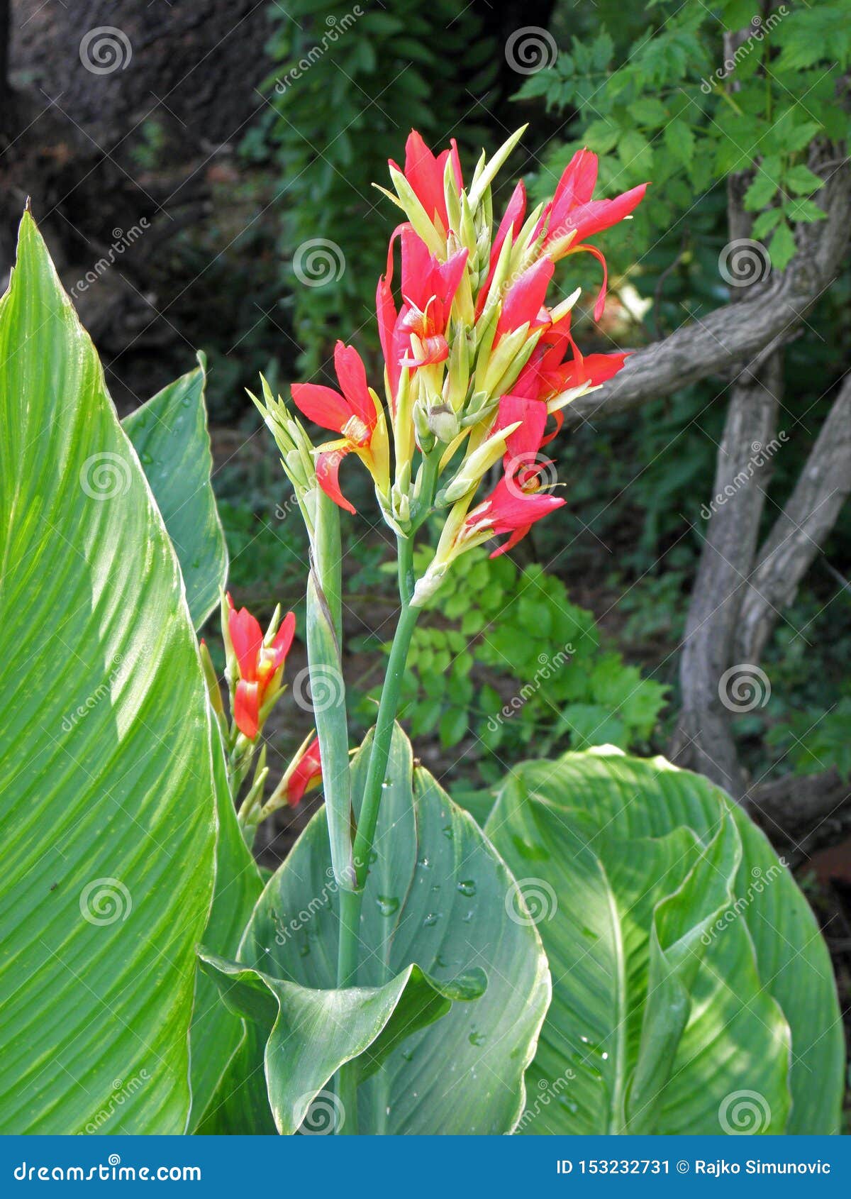 Canna X Generalis `Lucifer` Plant Stock Image - Image of lucifer ...