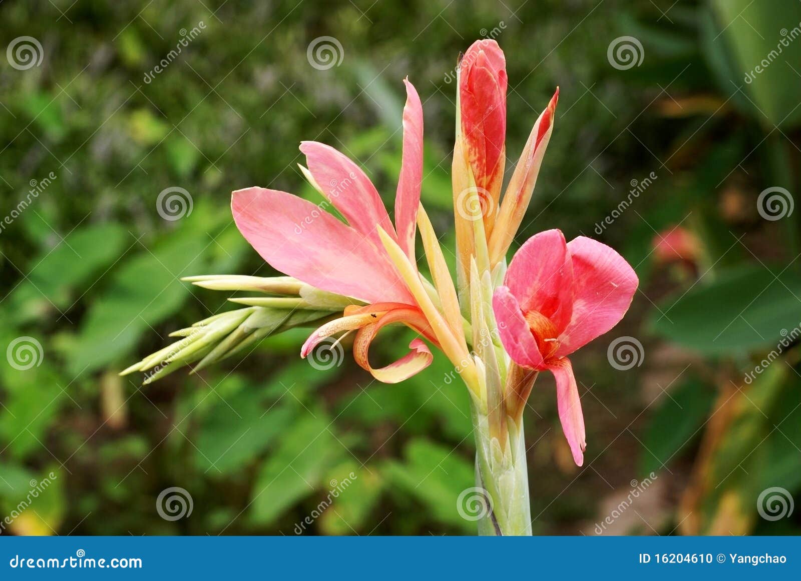 Canna Indica Red Flower. This Plant Also Known As Canna Paniculata ...