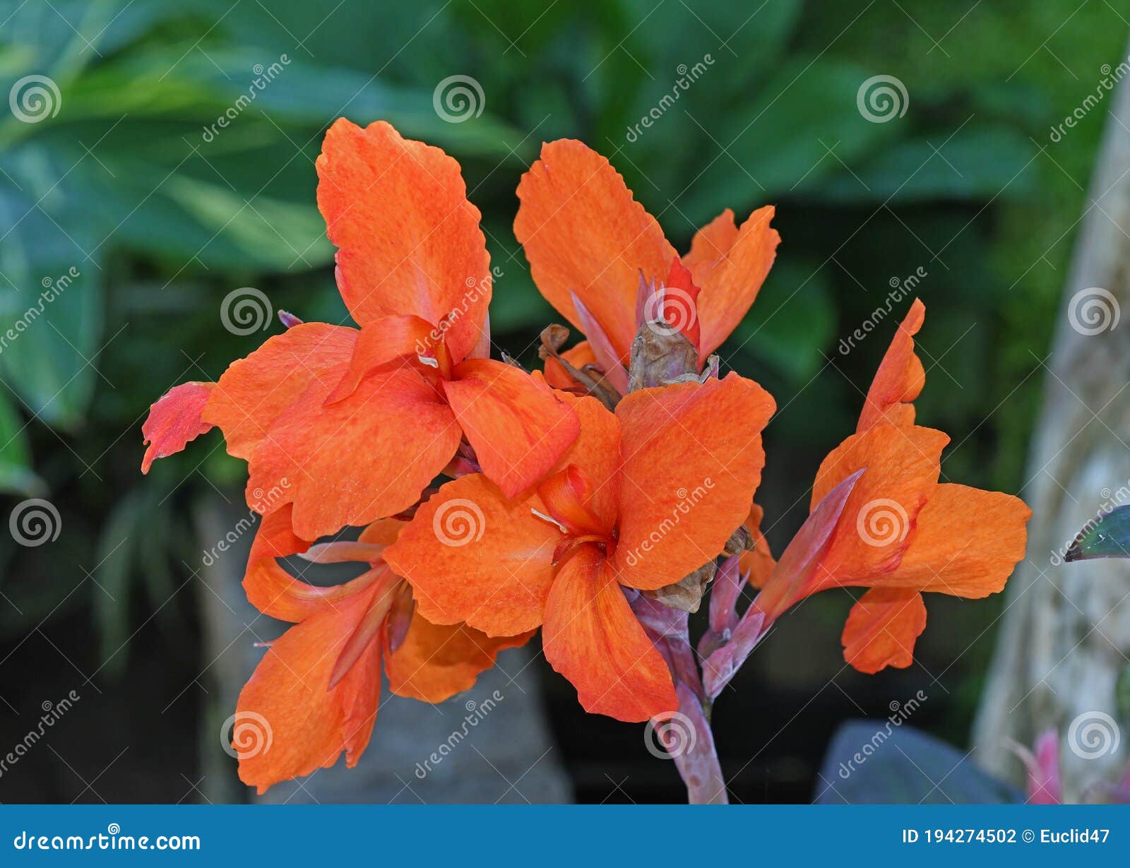 Canna Indica Red Flower. This Plant Also Known As Canna Paniculata ...