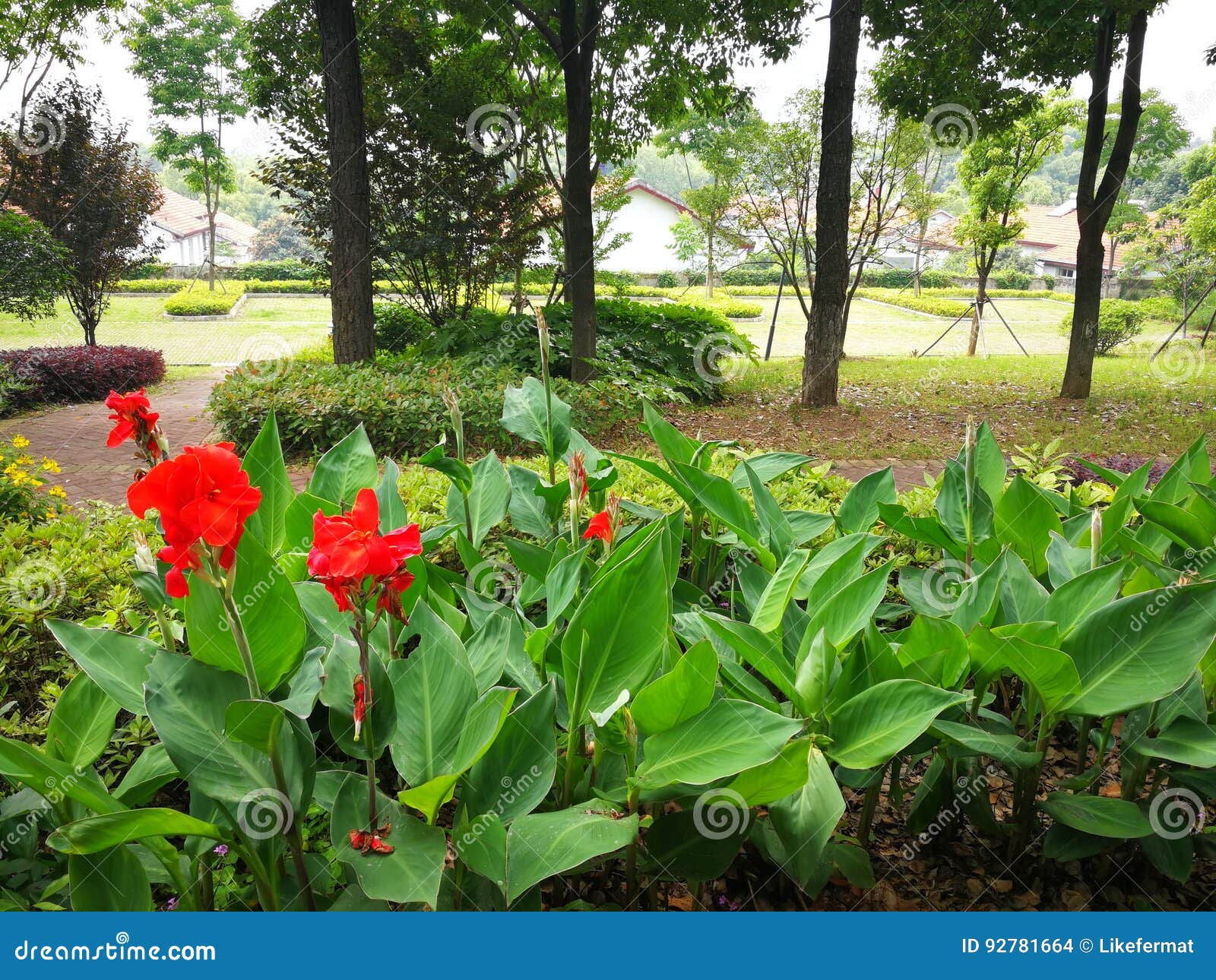 Canna Indica Red Flower. This Plant Also Known As Canna Paniculata ...
