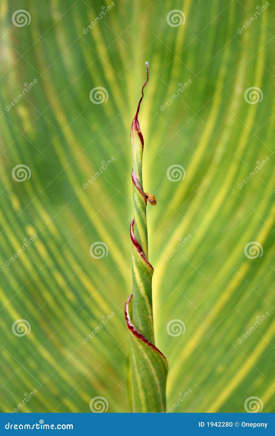Canna Leaves stock photo. Image of gardens, gardening - 1942280