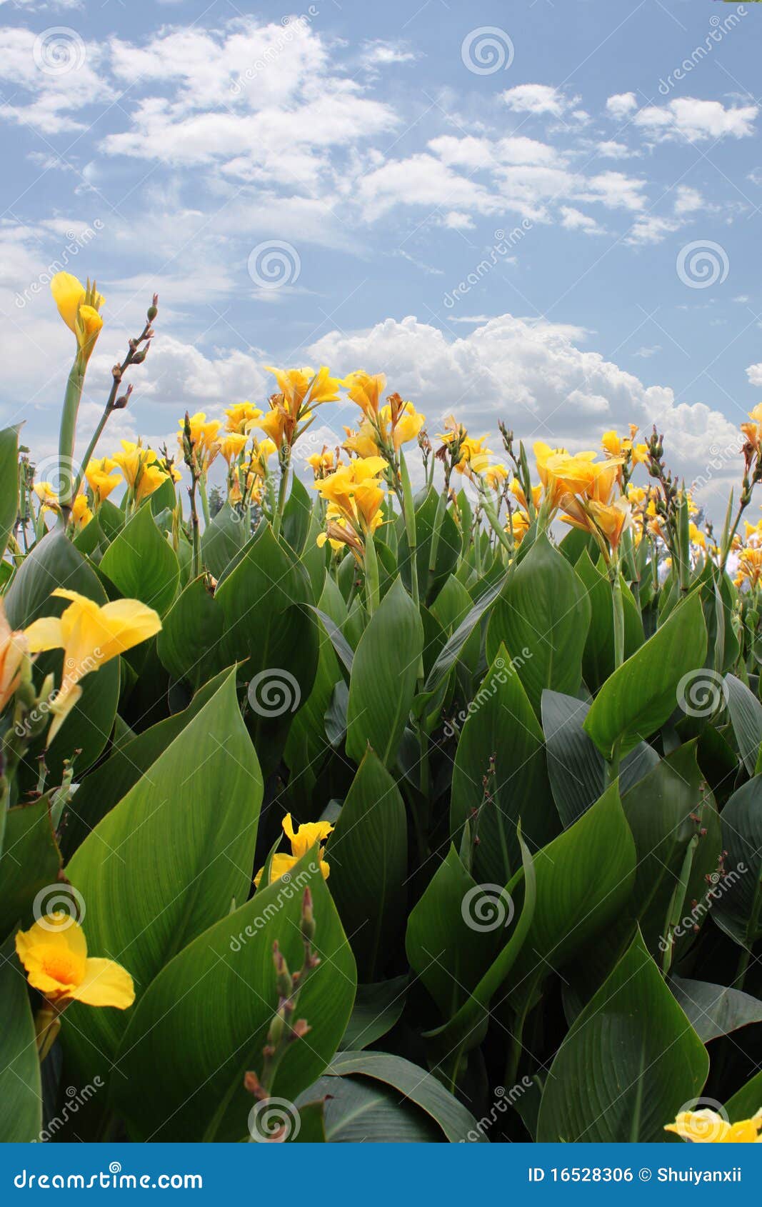 Canna lily stock photo. Image of green, canan, lily, yellow - 16528306