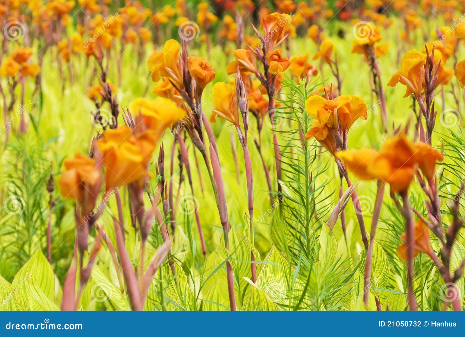 Canna lily stock photo. Image of bedeck, flora, perennial - 21050732