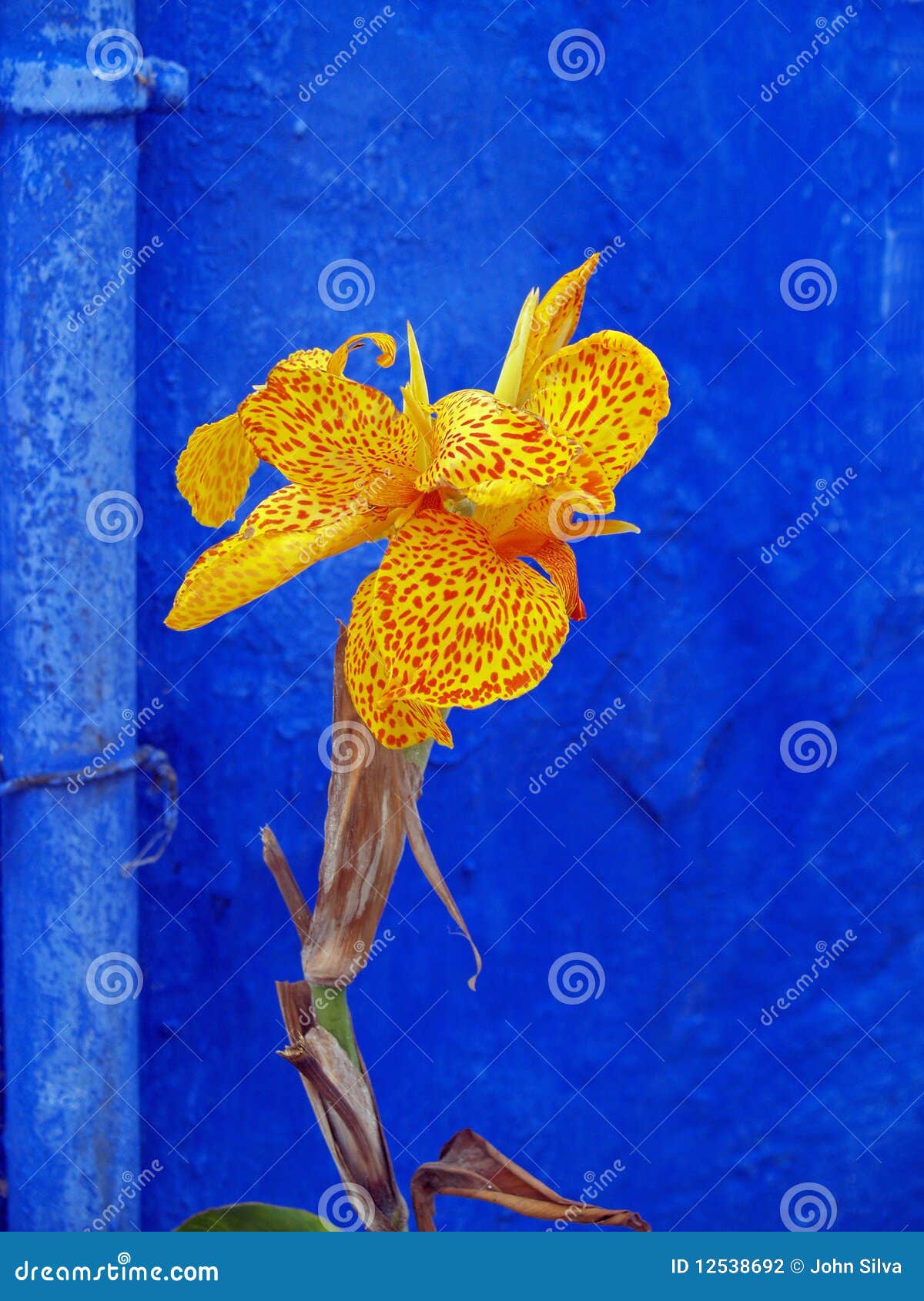 Canna Lily on Blue stock photo. Image of petals, canna - 12538692