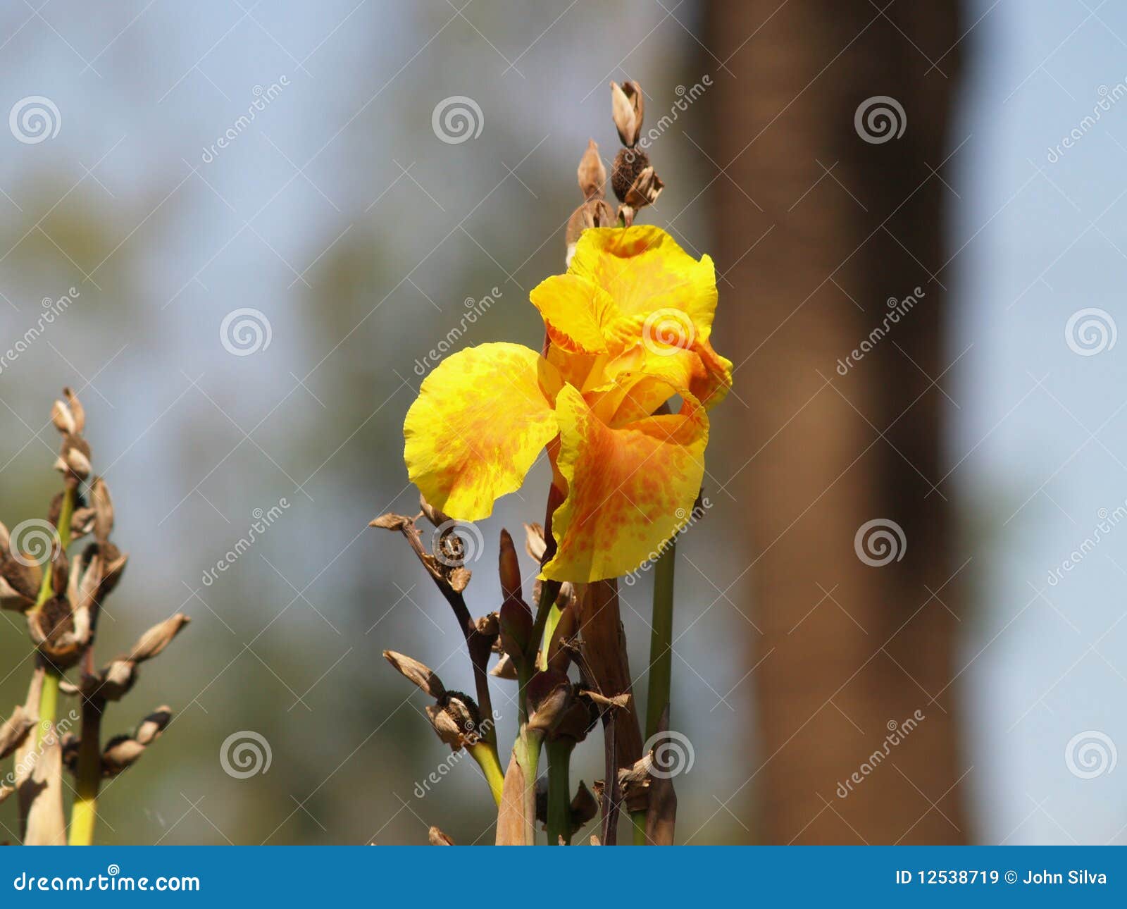 Canna Lily On Blue stock image. Image of flora, bloom - 12538719