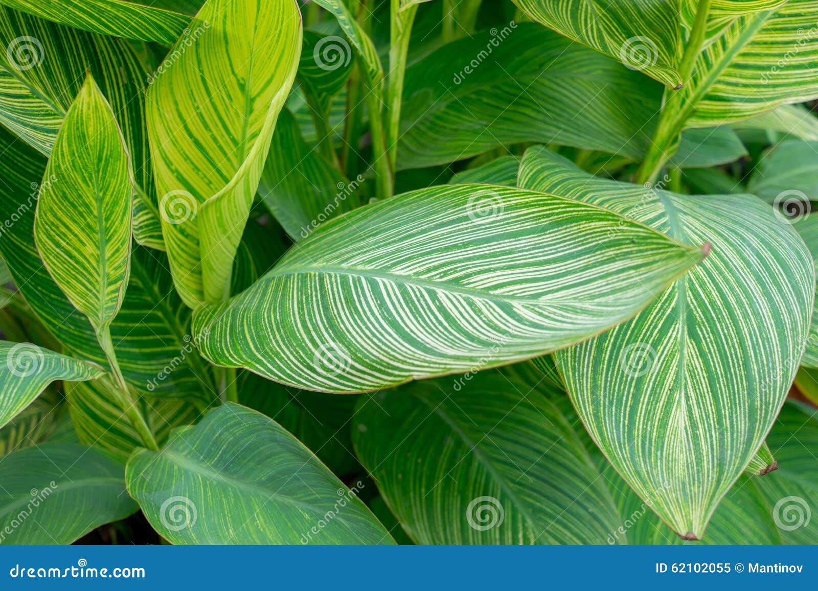 Canna lily leaves stock image. Image of flora, beautiful - 62102055