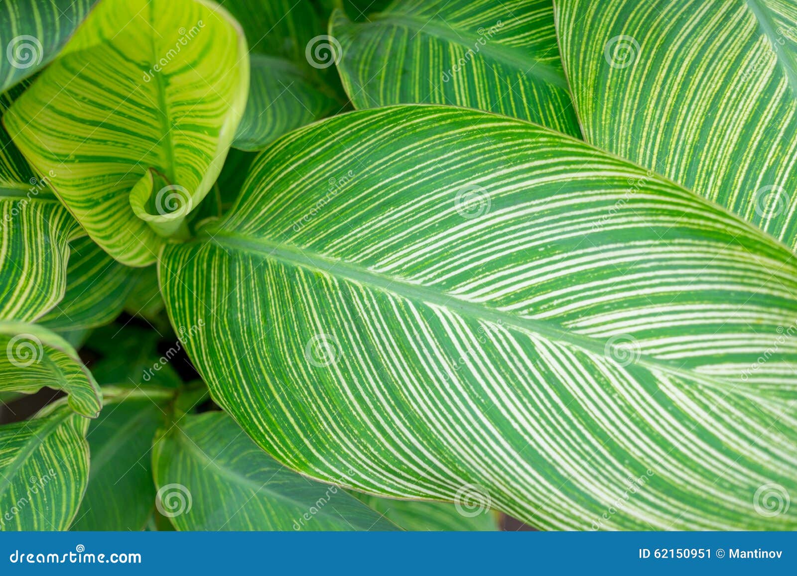 Canna lily leaves stock image. Image of growth, bright - 62150951
