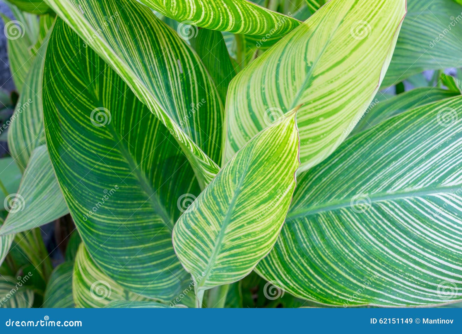 Canna lily leaves stock image. Image of beautiful, beauty - 62151149